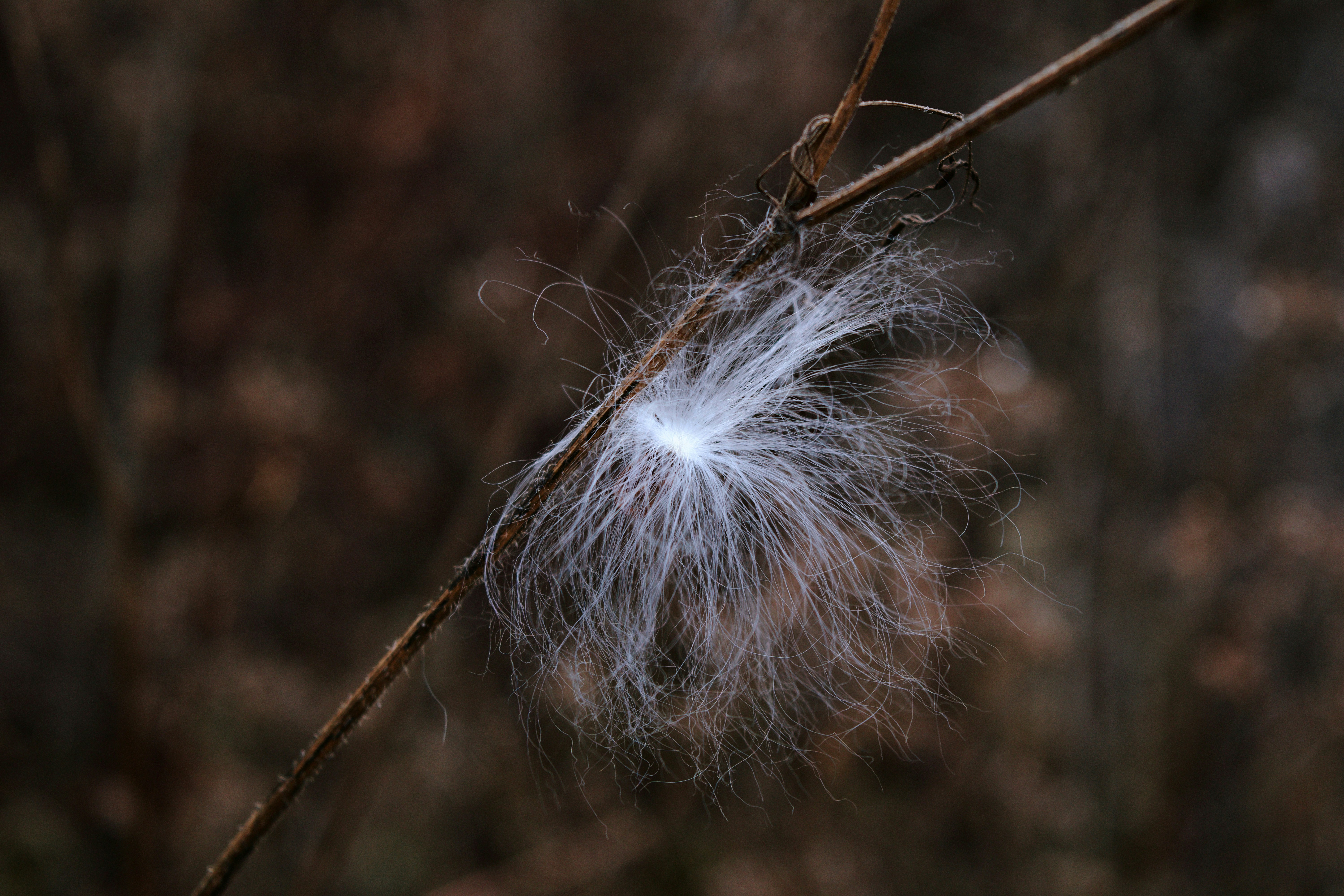 Fur Embrace: A single seed flossed by morning light