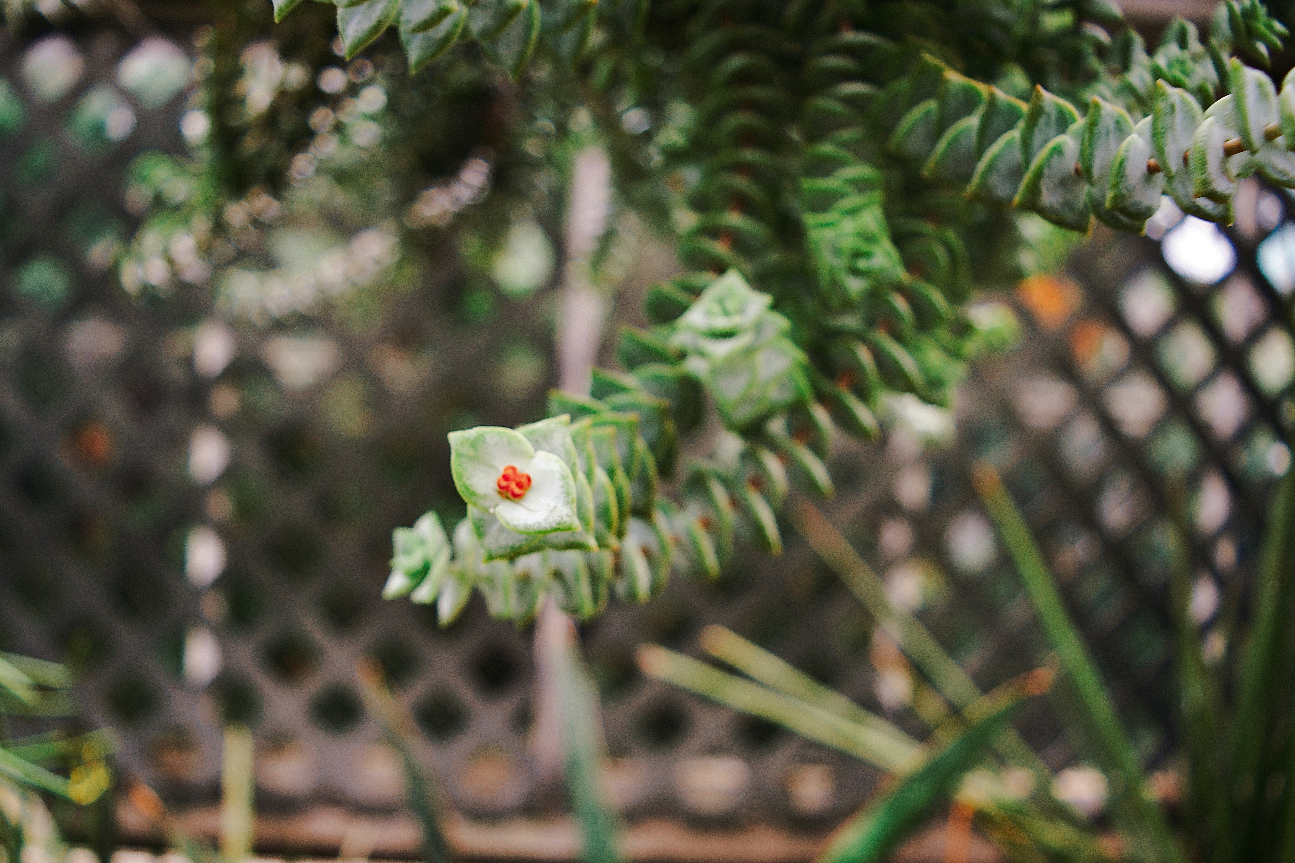 Delicate White Blossom with Red Center Grips the Frame
