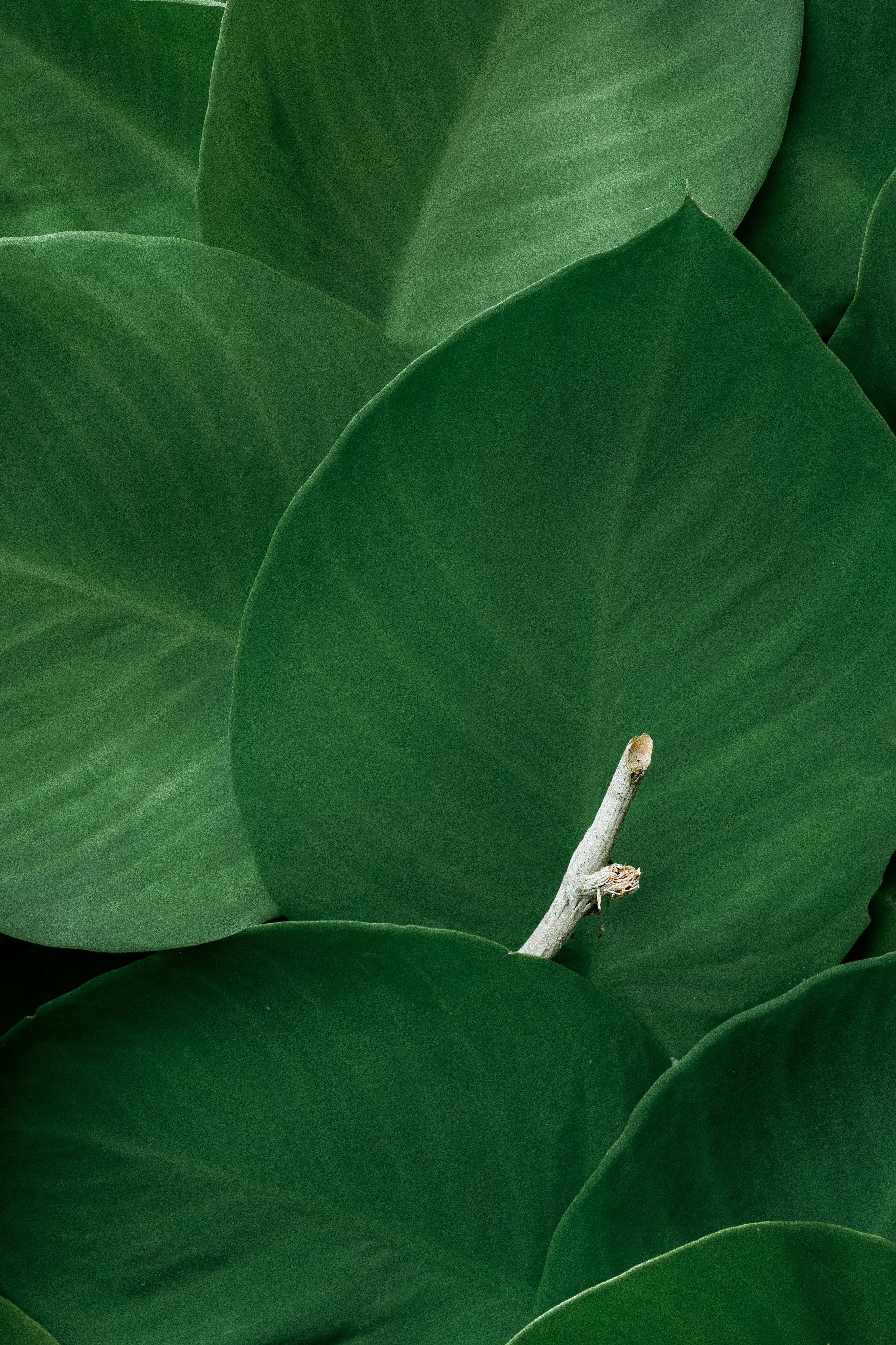 Emerald Overlap: A Close Peek at Layered Lily Pads