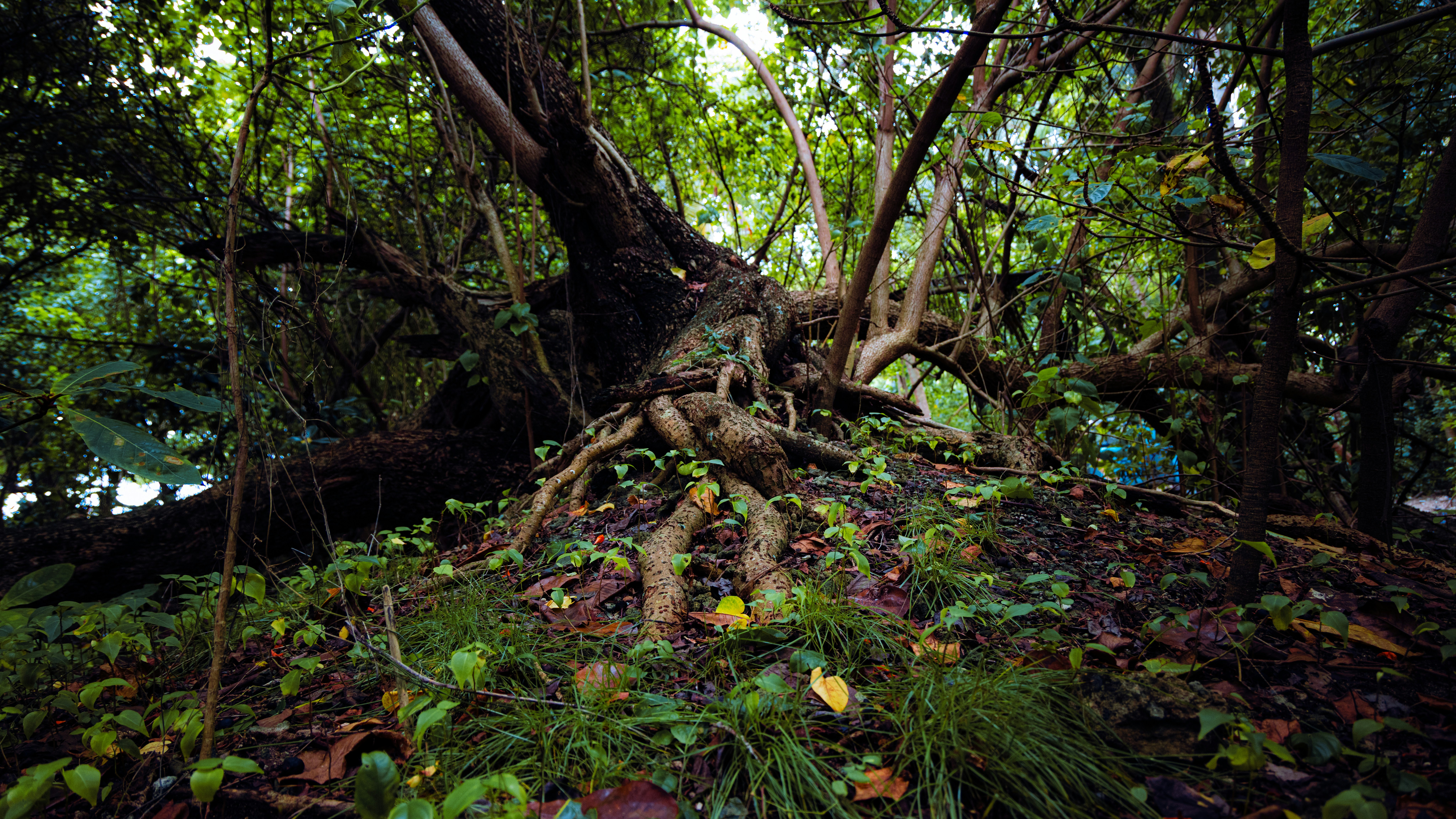 Rooted Convergence: A Tree-Lift in the Forest Understory