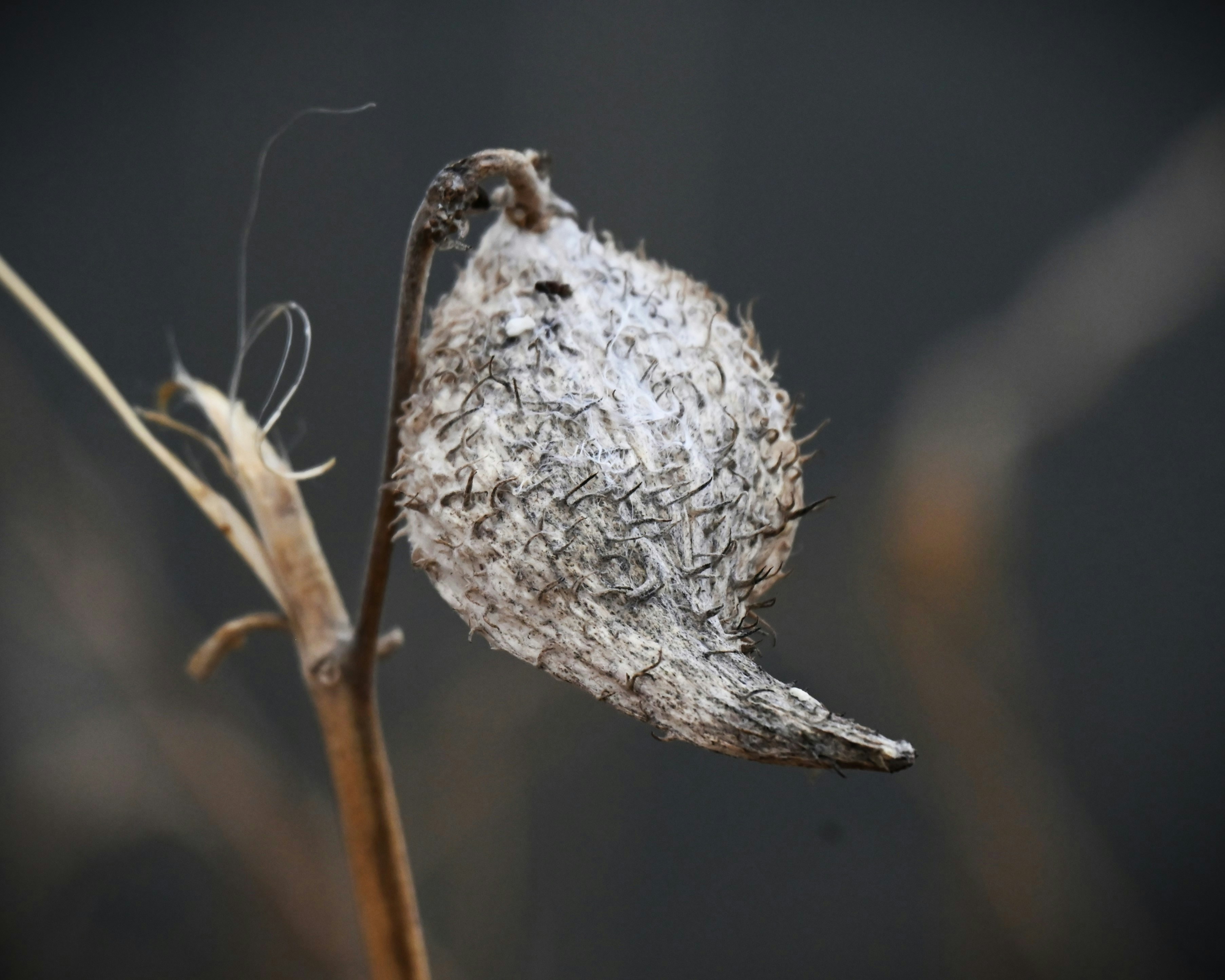Weathered Seed Head: Curled Silk and Frayed Texture in Soft Focus