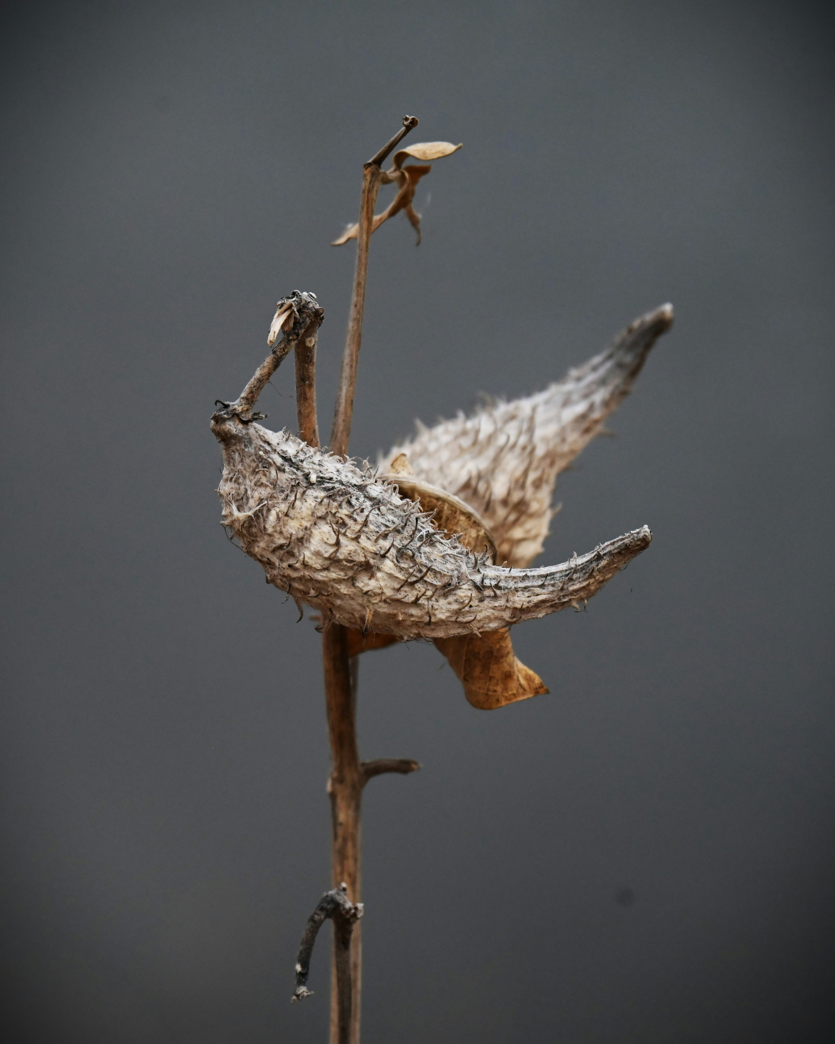 Withered Silk: a lone dried bloom in quiet gray