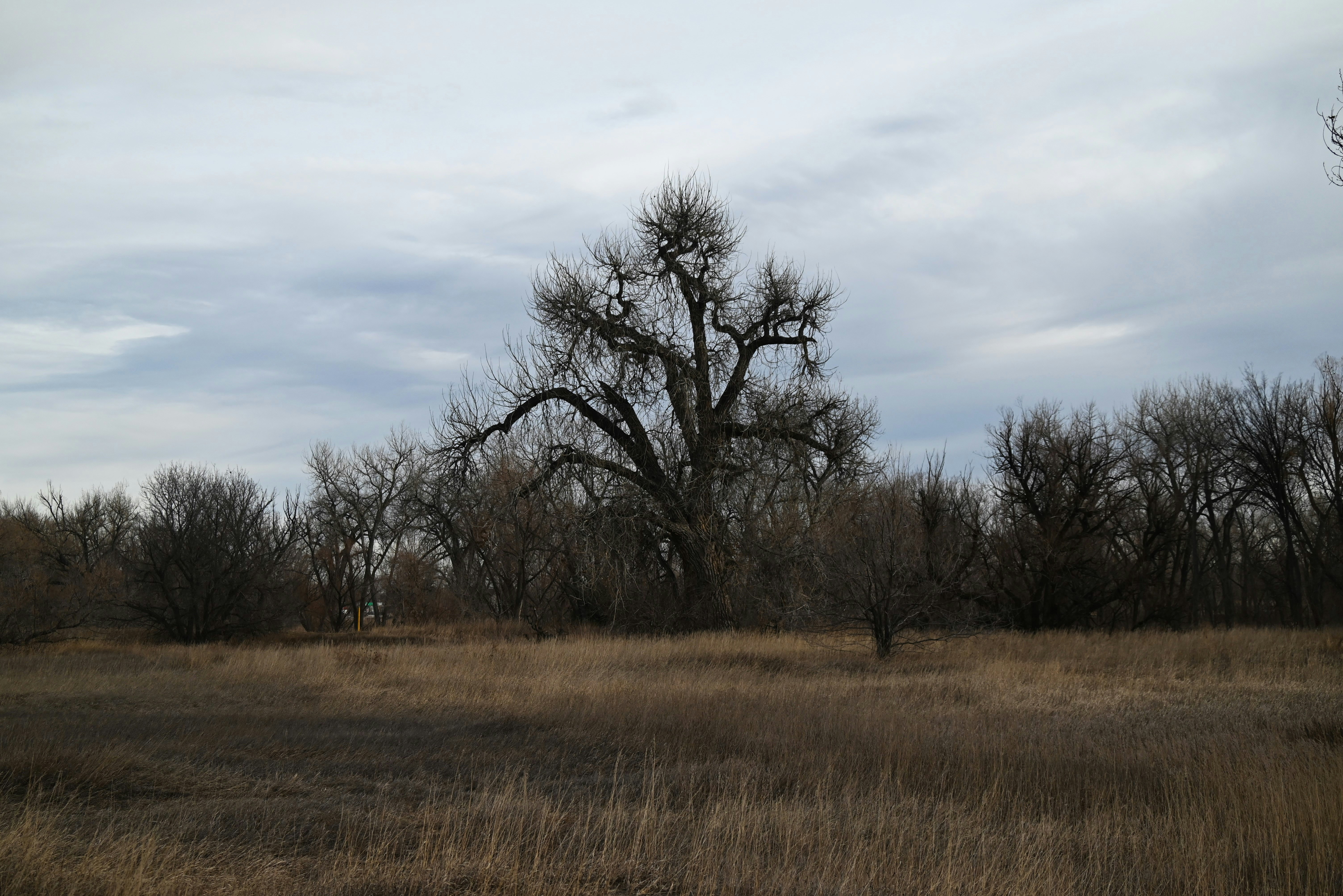 Winter Ghost of the Field: A Lone Carved Tree Guards the Dusk Edge