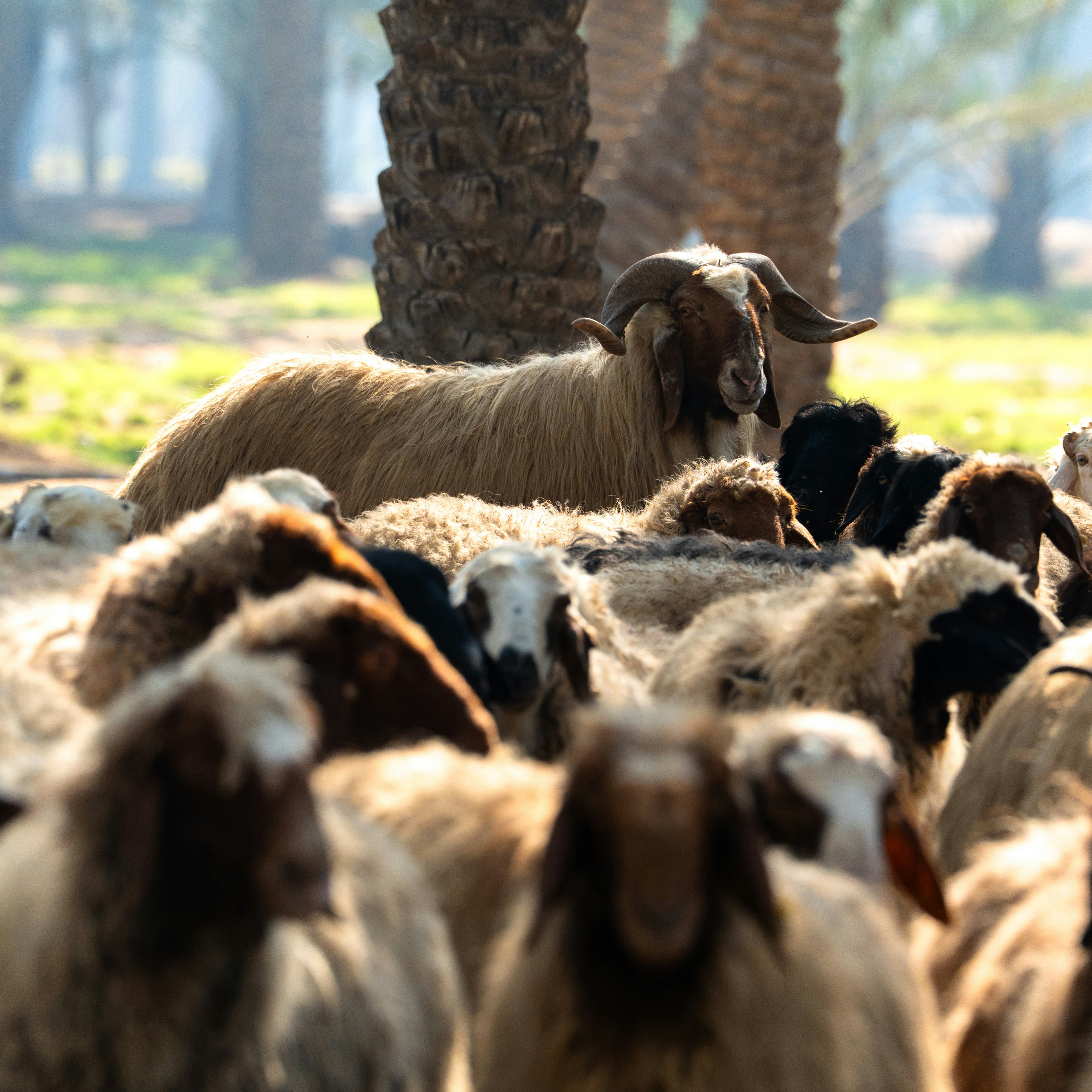 Lamb among the Flock: Quiet Portrait in Dappled Light