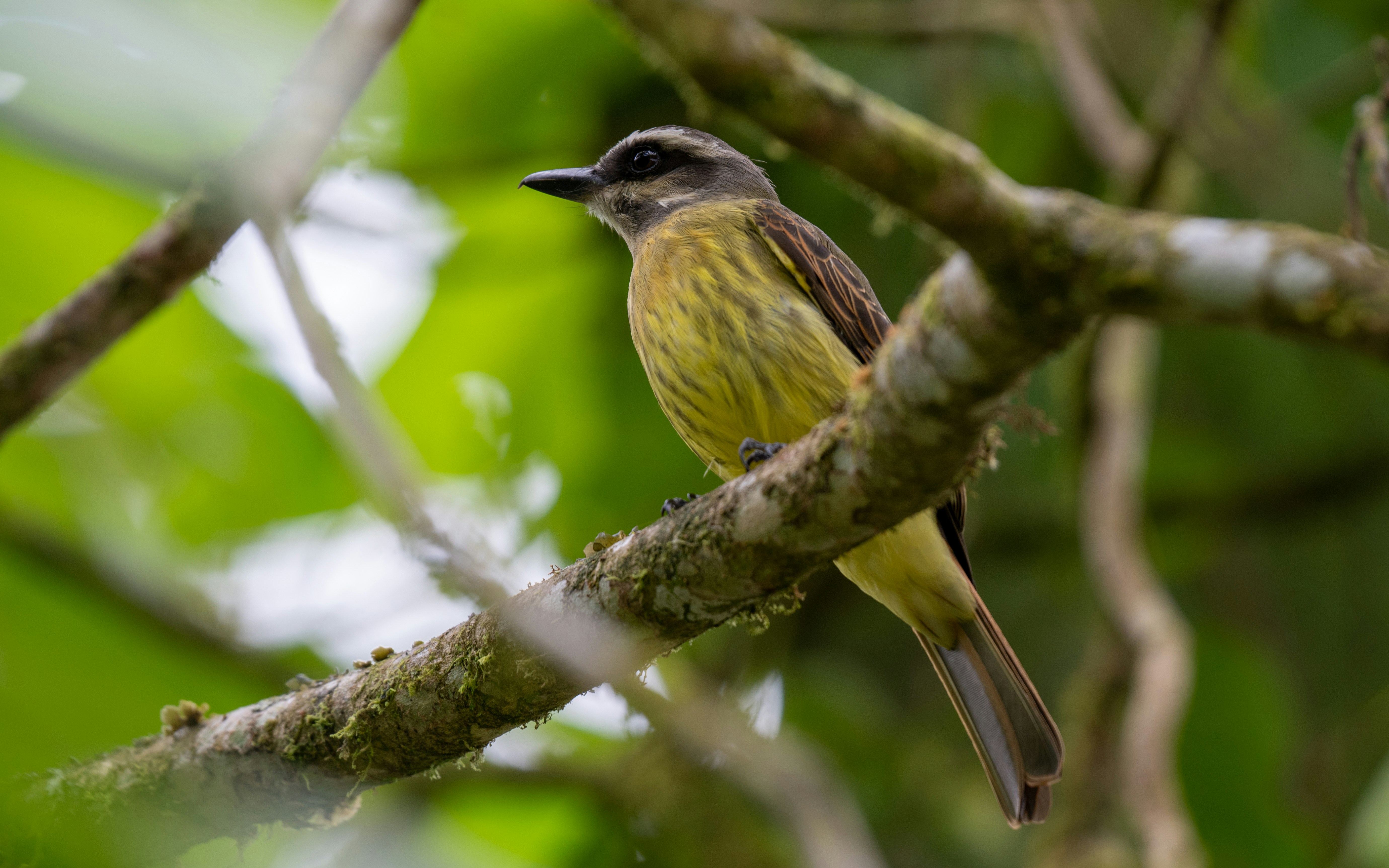 Olive-yellow Warbler on a Mossy Branch