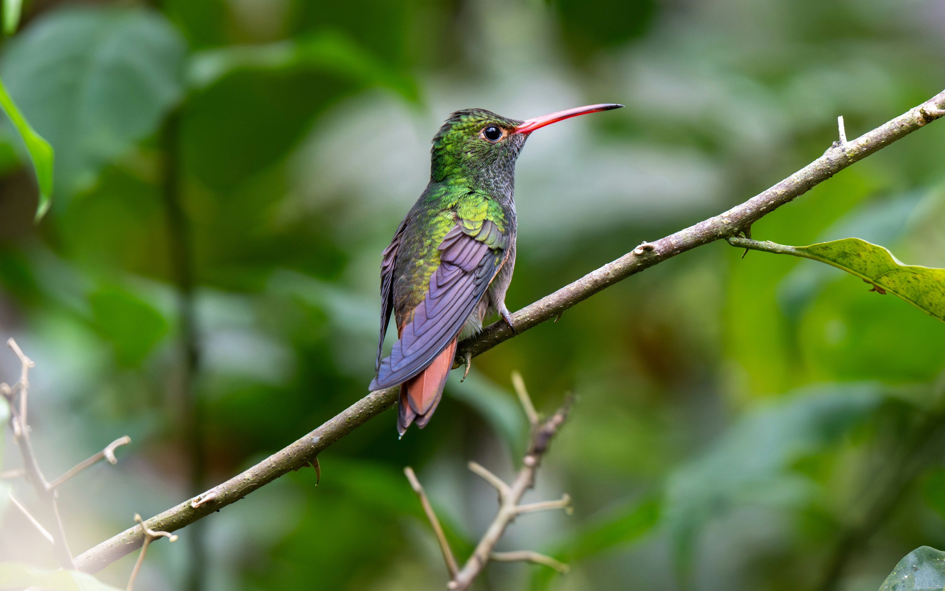 Crimson-tinged Hummingbird on a Quiet Branch