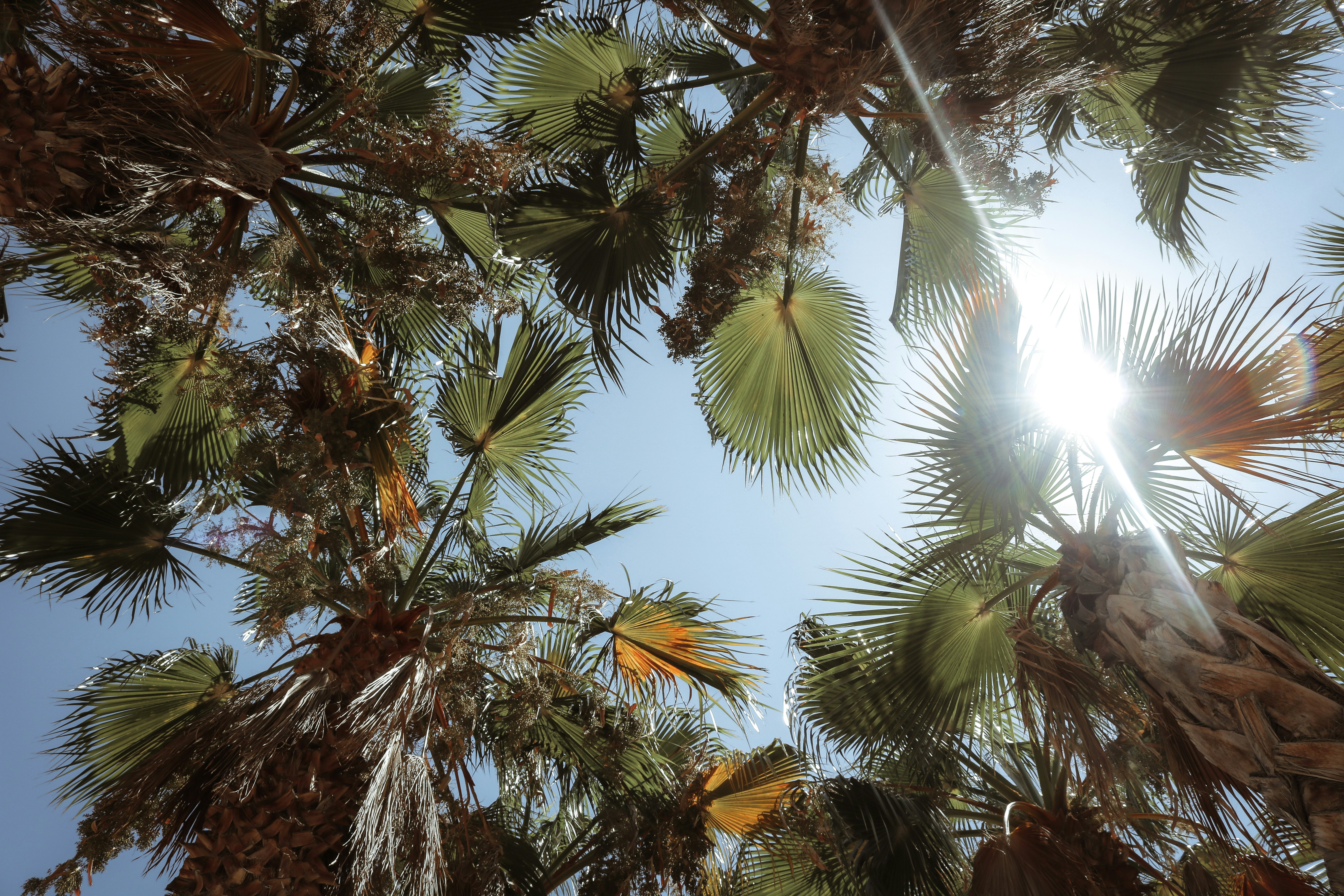 Sunlit Palm Canopy Surreal from Below
