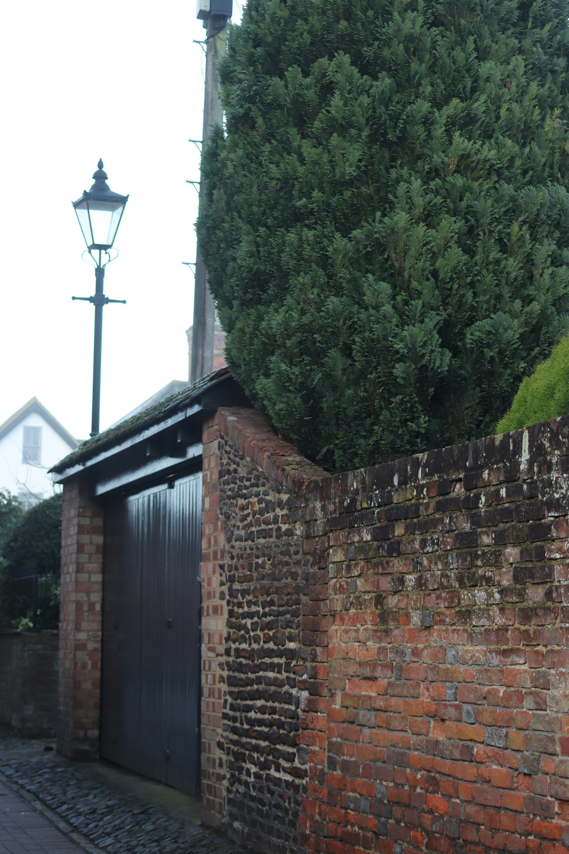 Brick Wall Beneath a Towering Evergreen by a Cobblestone Lane
