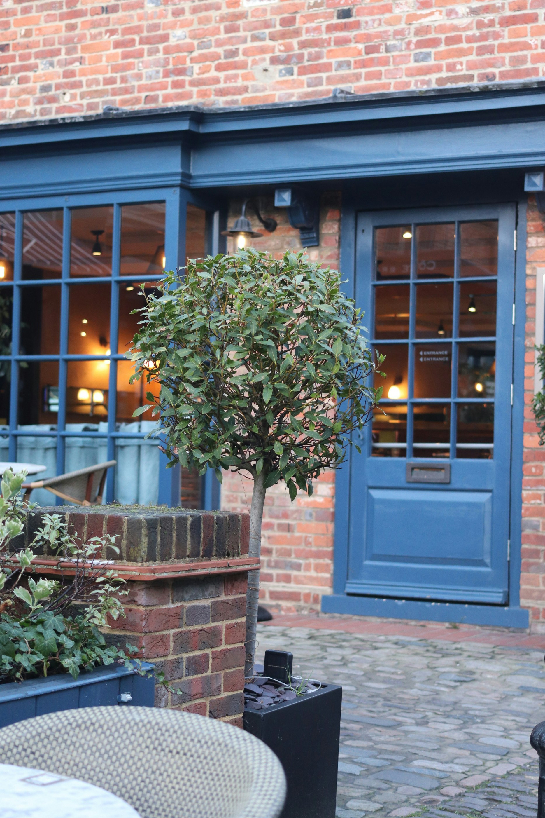 Blue Doorway Framed by a Trained Topiary in a Brick Courtyard