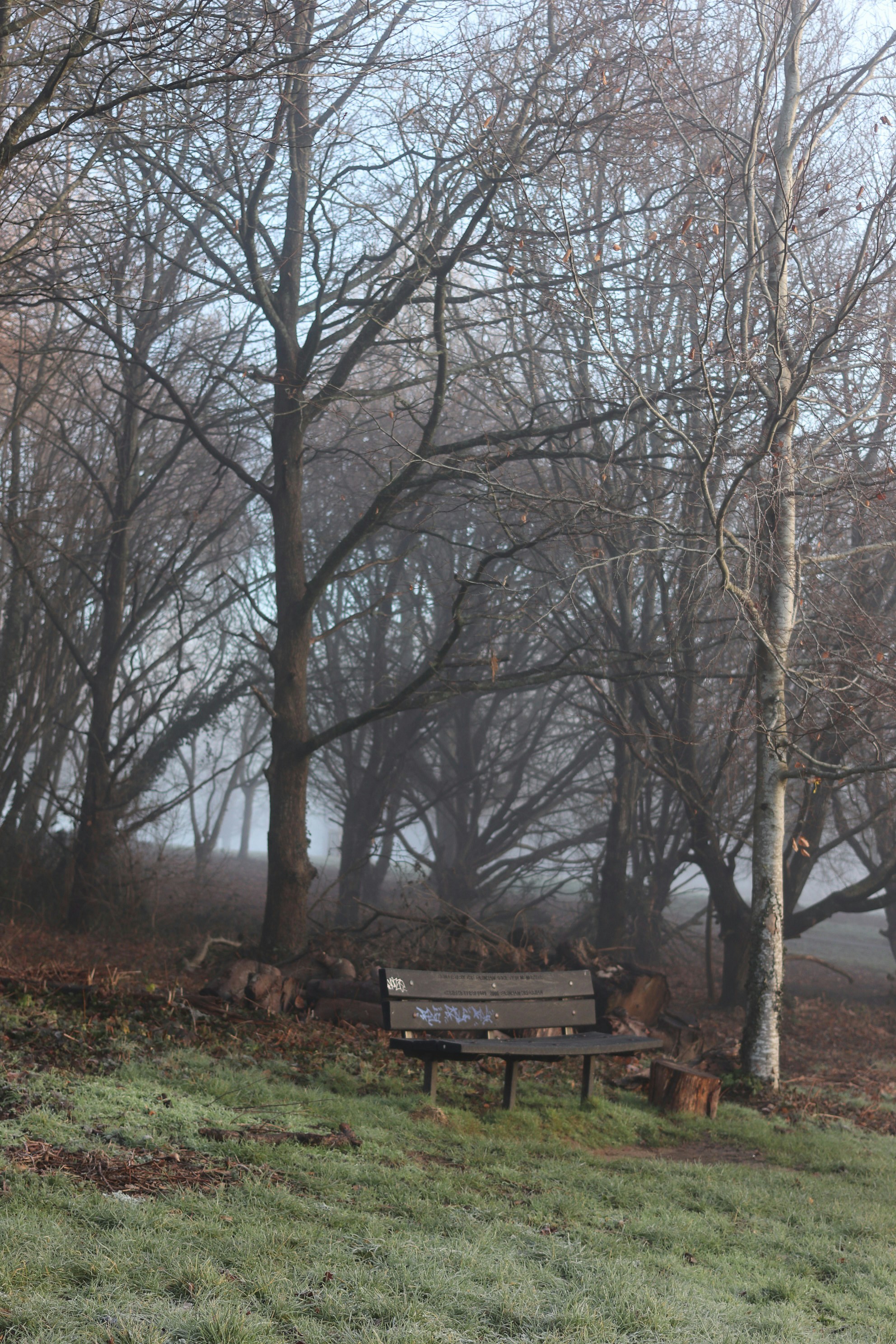 Mist among the Bare Trees and a Quiet Park Bench