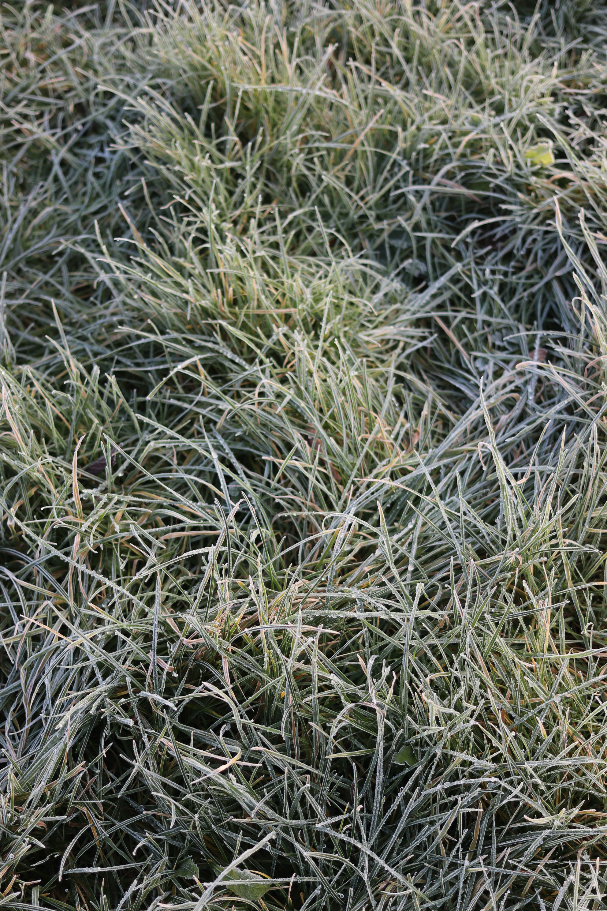 Frosted Grass Tangle: detail of dew-kissed blades