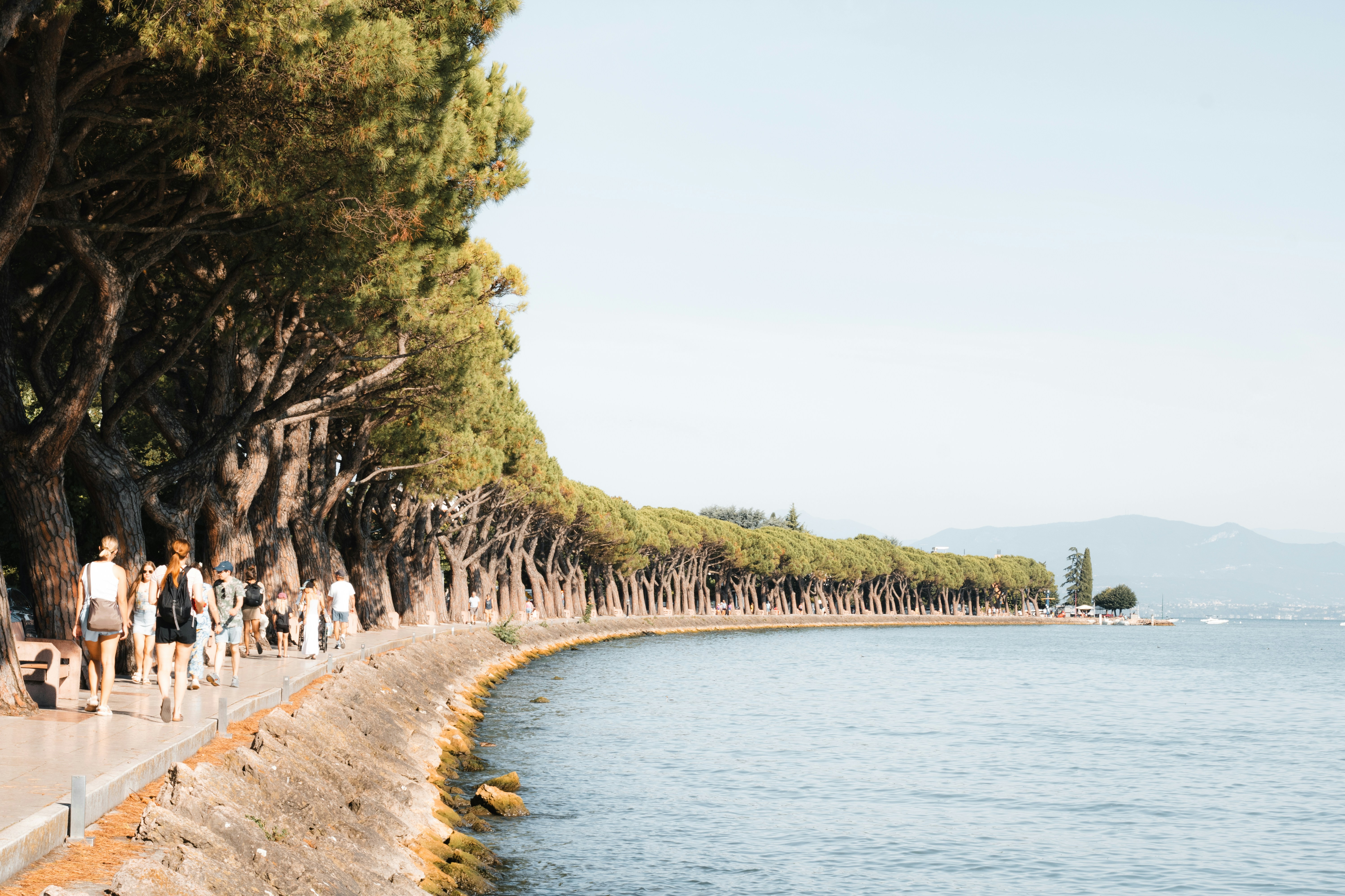 Shoreline Promenade Bounded by Pine Trees