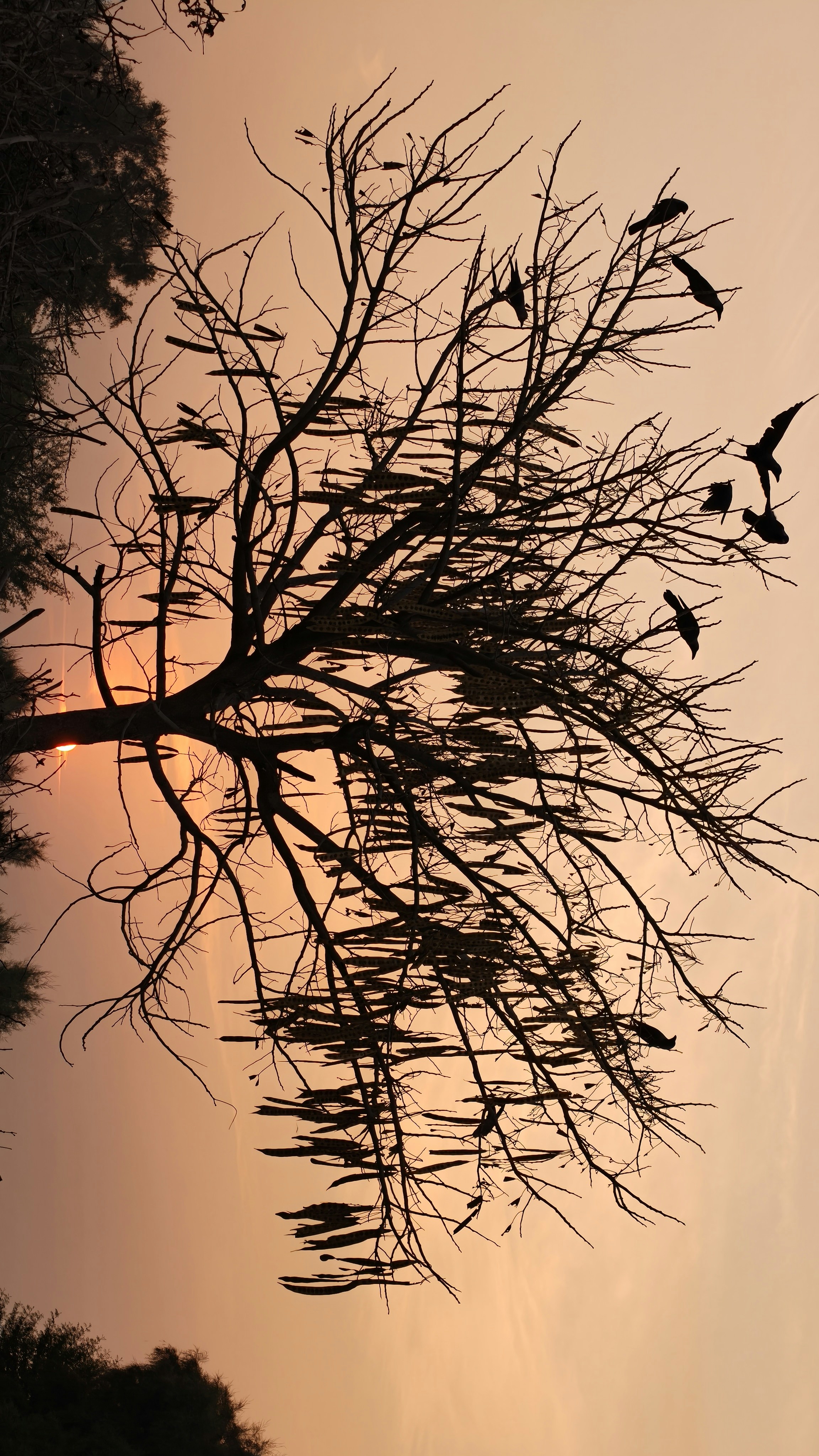 Silhouette of a bare tree with birds at sunset