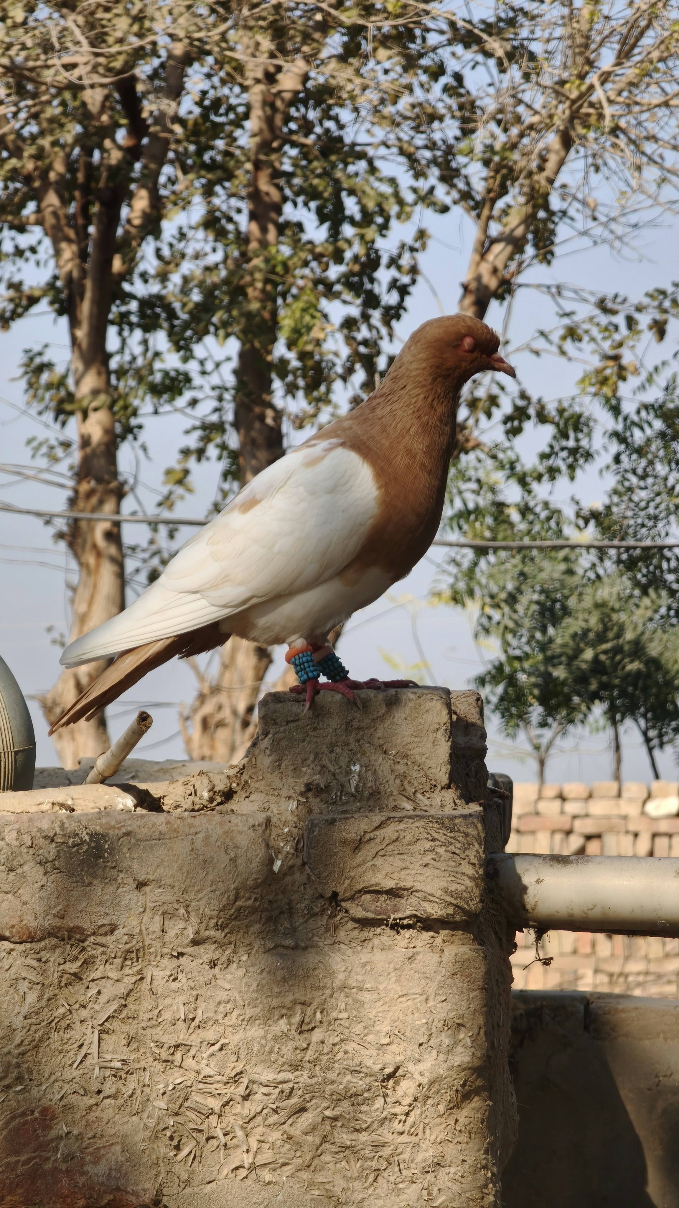 A brown and white pigeon perched on a wall.