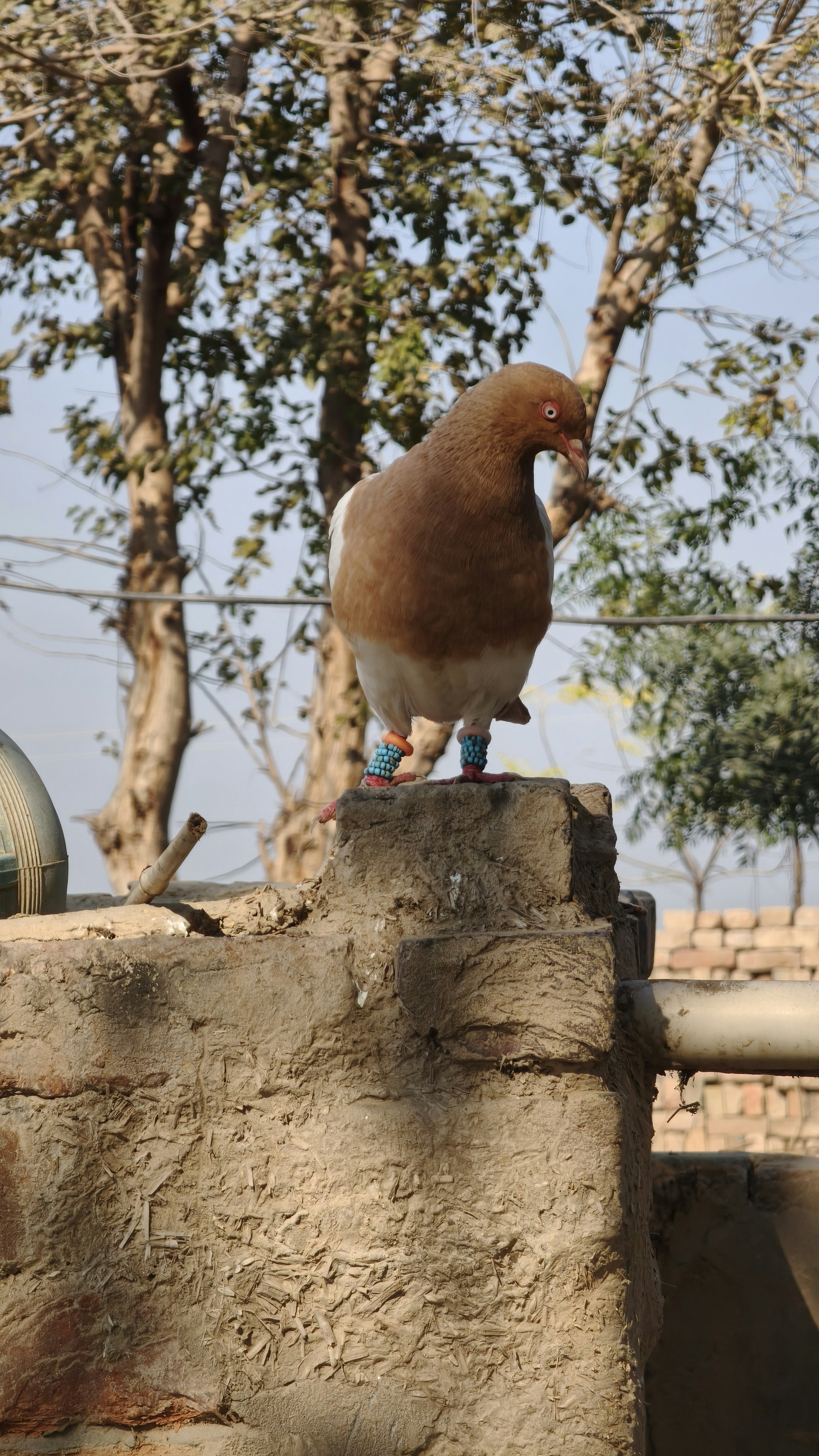 A brown and white pigeon stands on a wall.
