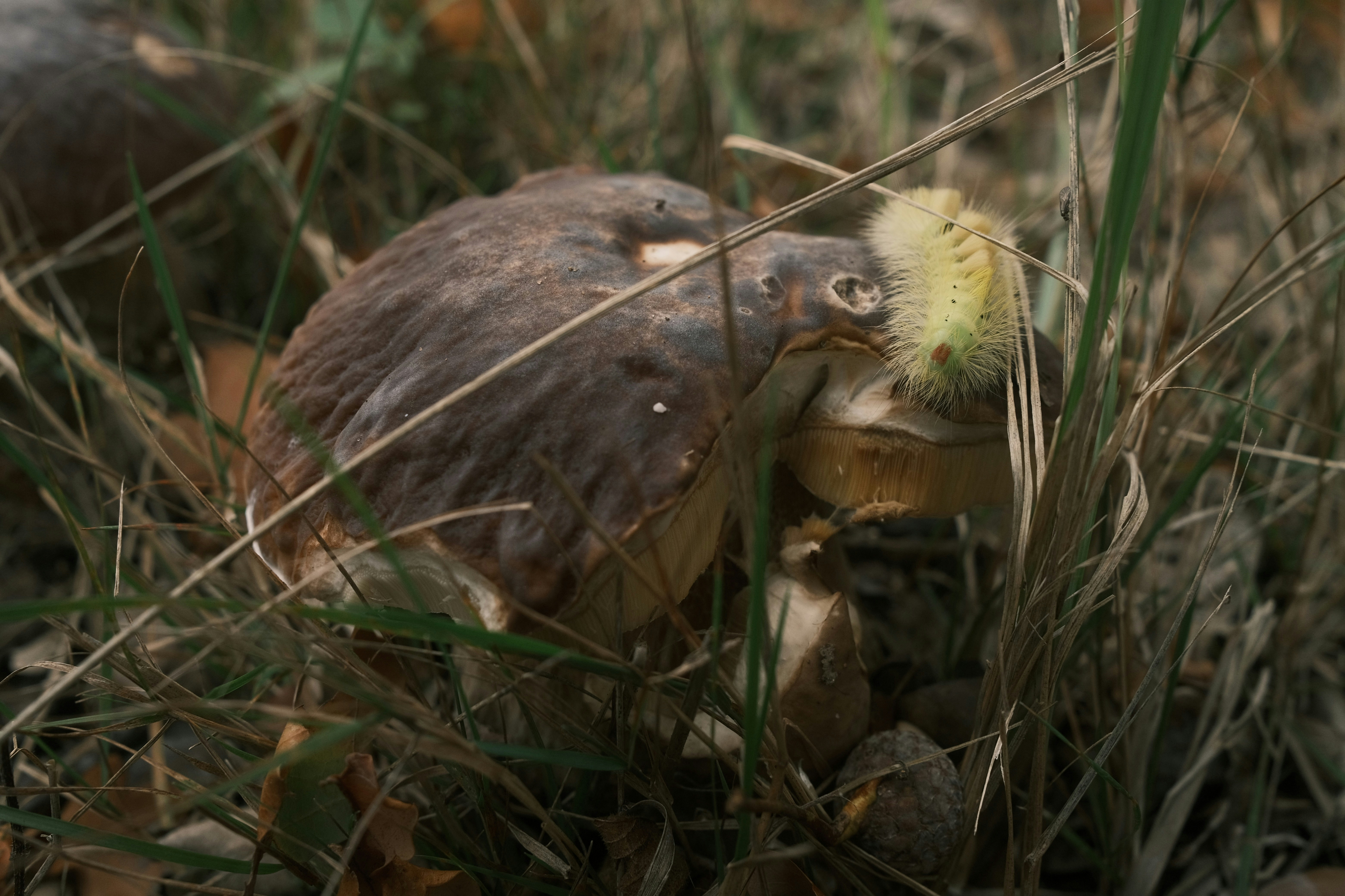 Mushroom Meadow: A Puffball hiding in the grass