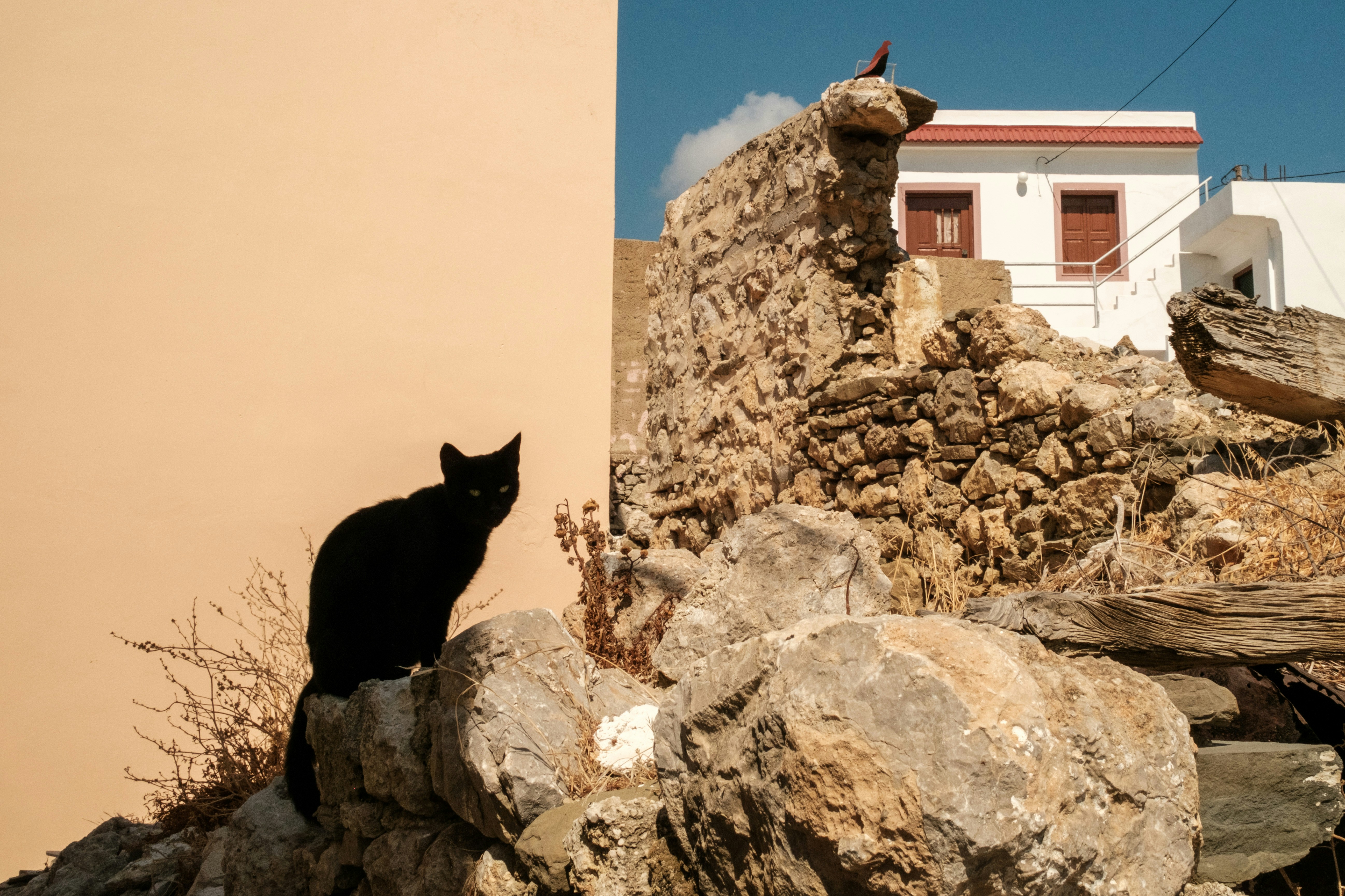 Silhouette on the Ruined Terrace: A Black Cat against Warm Sunlit Stone