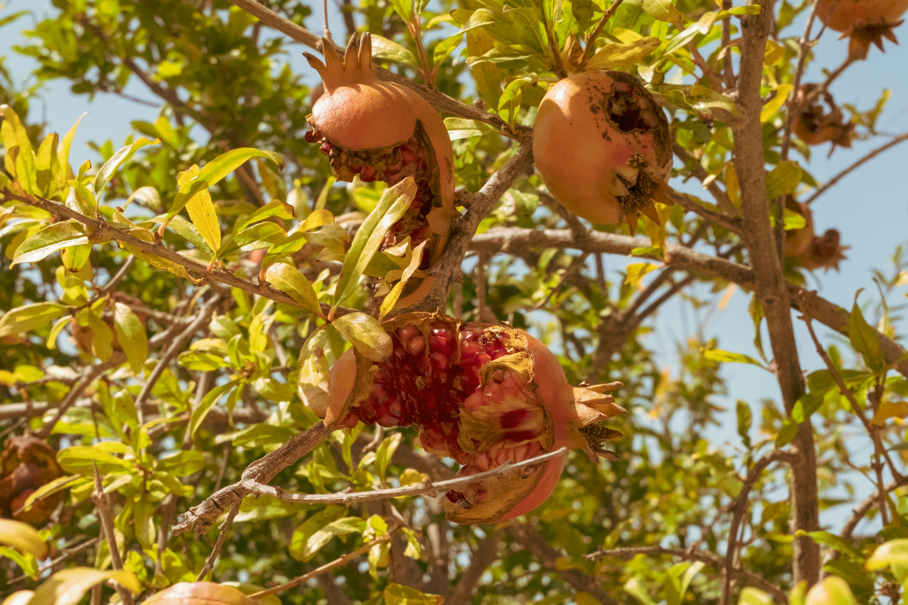 Pomegranate Branch in Sunlit Orchard