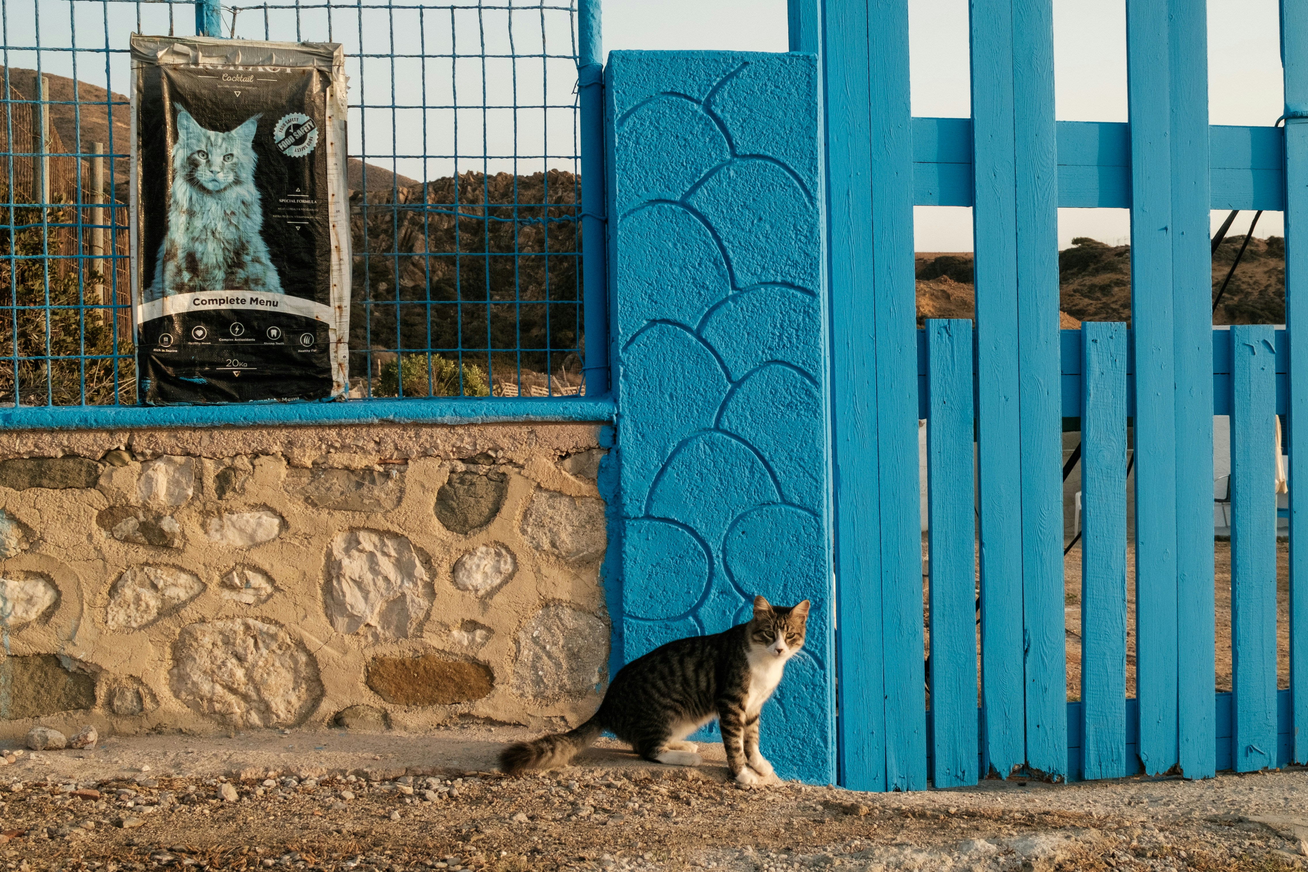 Blue Gate Sentinel: A Stray Cat by the Sunlit Fence
