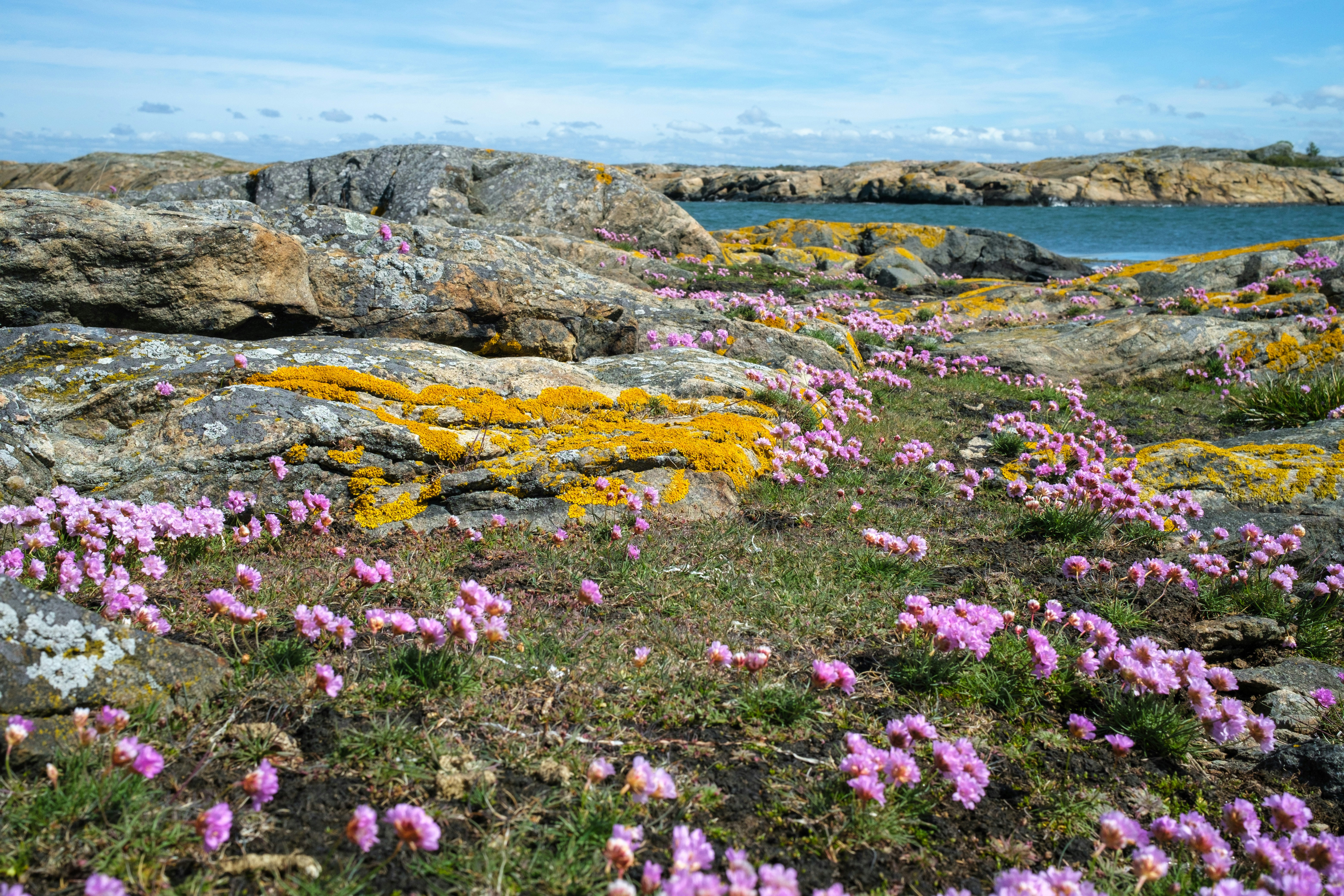 Vibrant Coastal Meadow Amid rugged Rocks