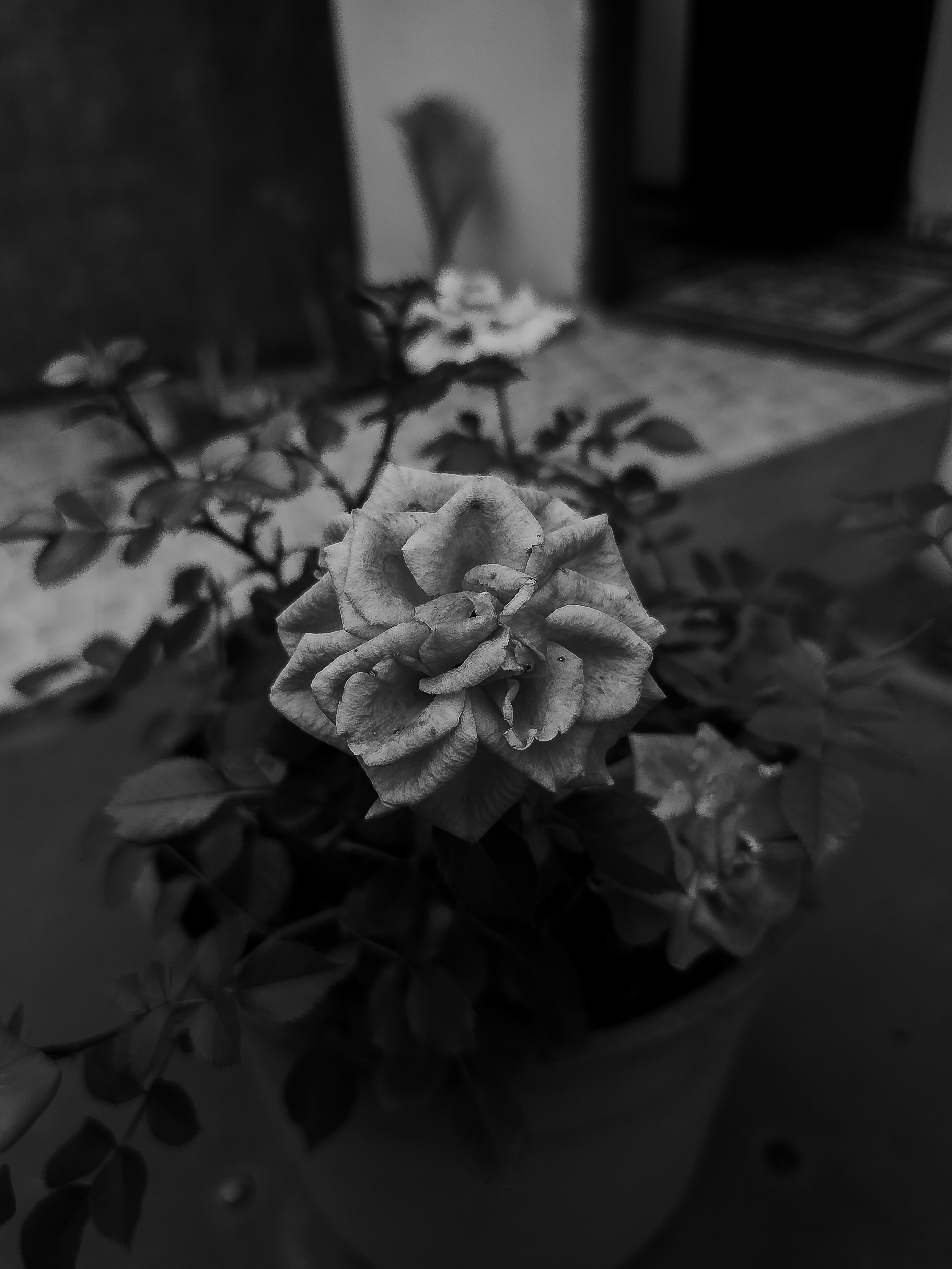 Whispering Rose in a Quiet Corner