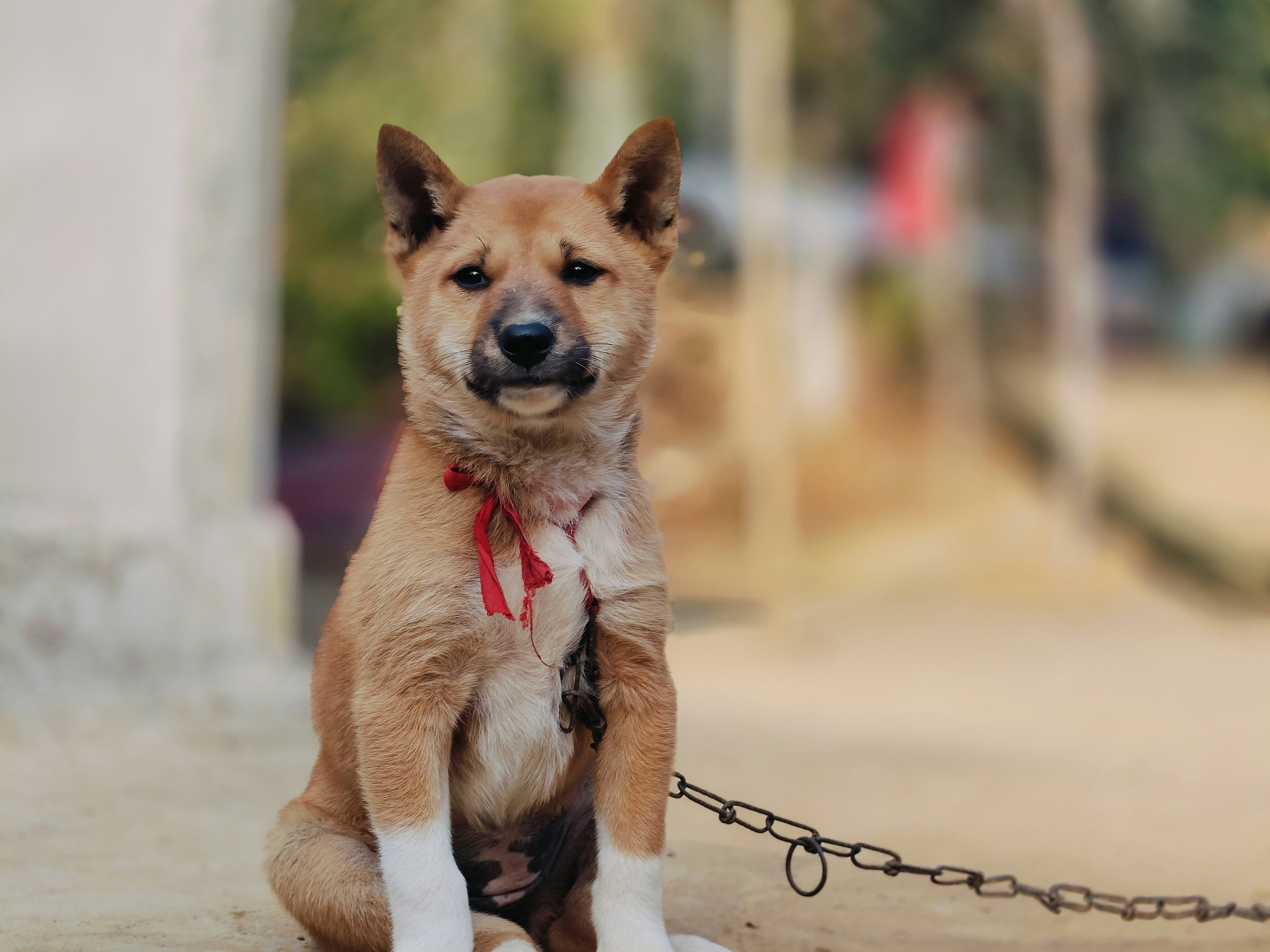 Realme 13 Pro Plus Sample Shots