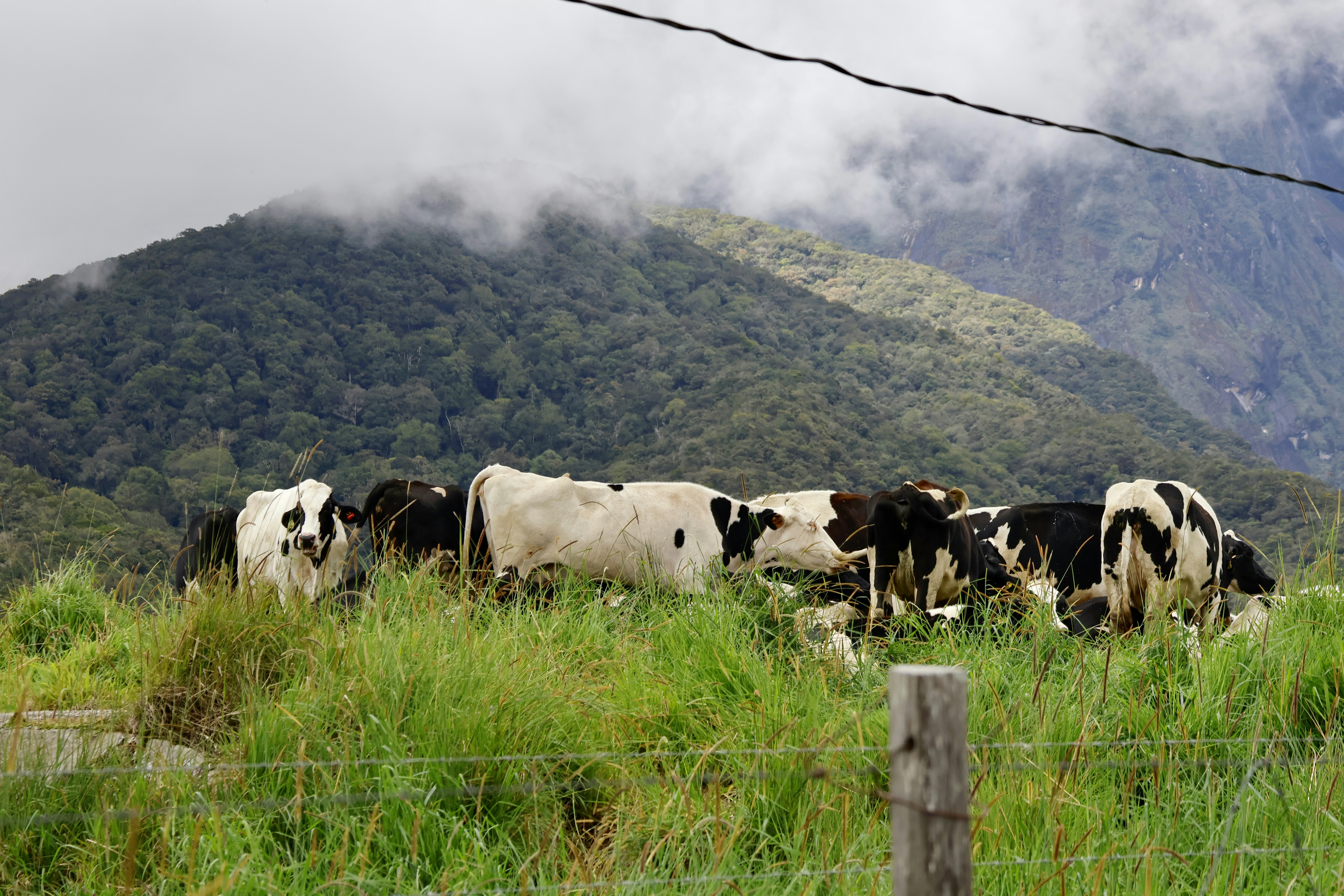 Herd by the Rolling Hills beneath Misty Peaks