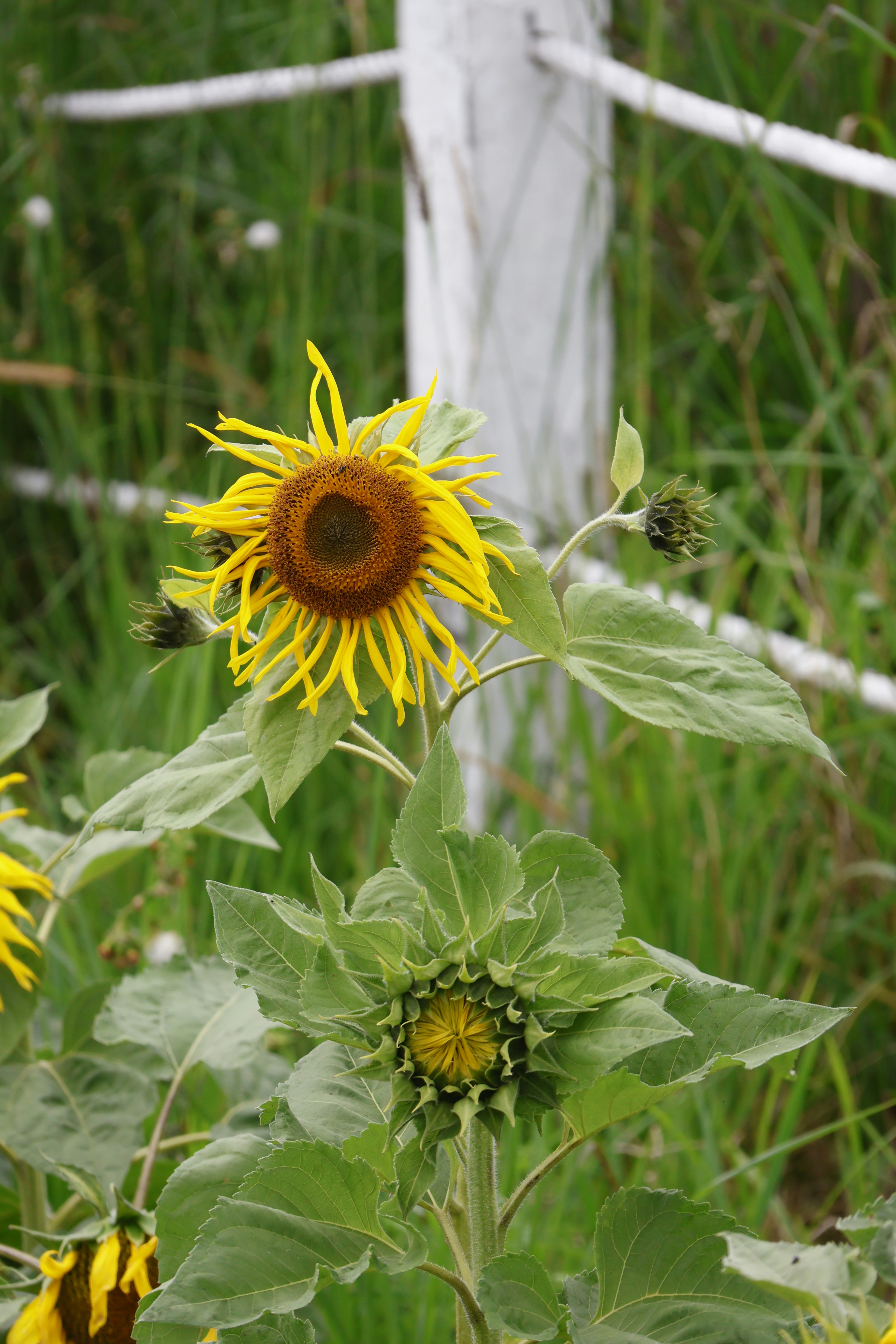 Sunflower Portrait at the Hedge: A Quiet Field Moment