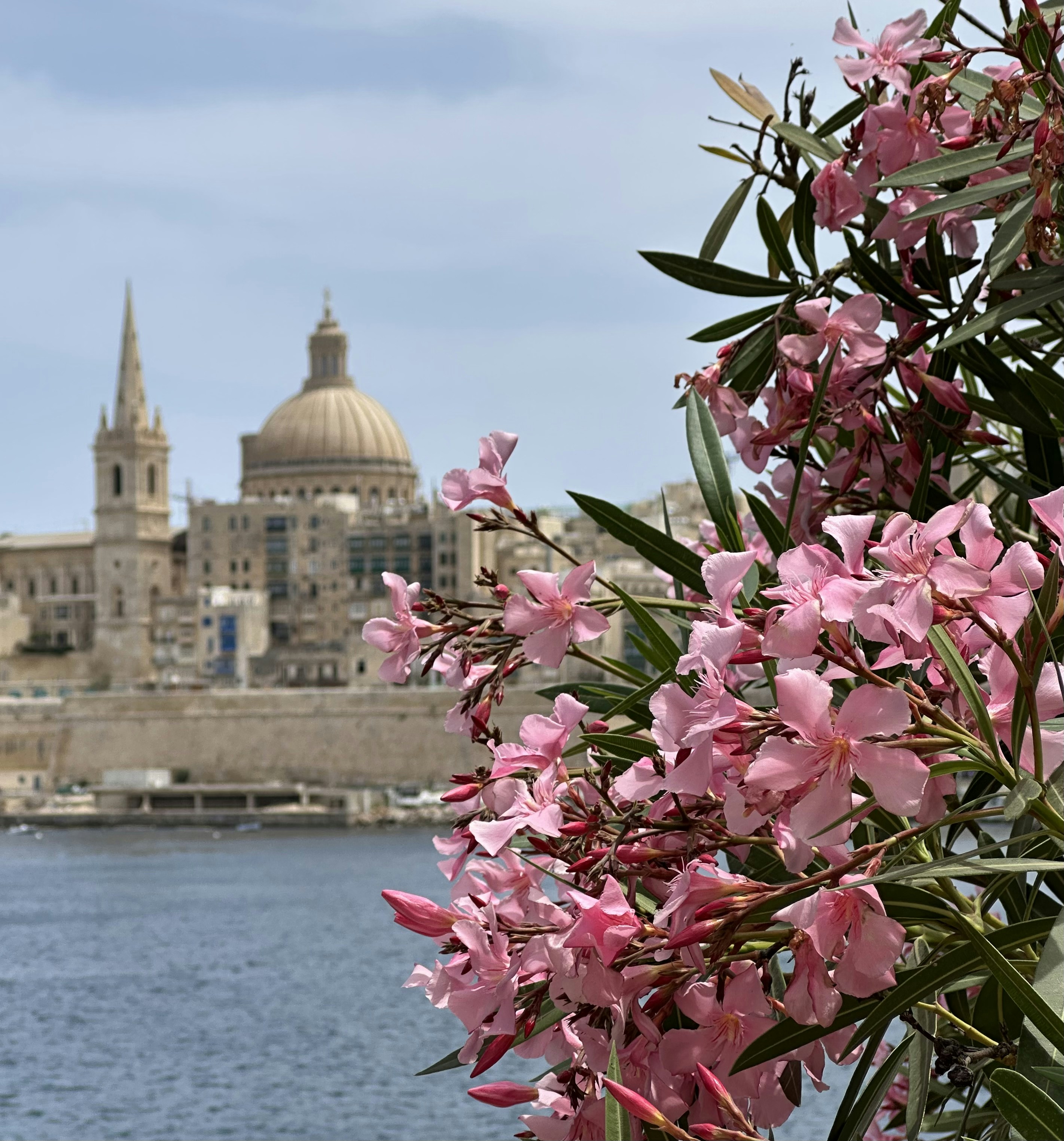 Blossoms by the Waterfront: Pink flowers frame a historic skyline