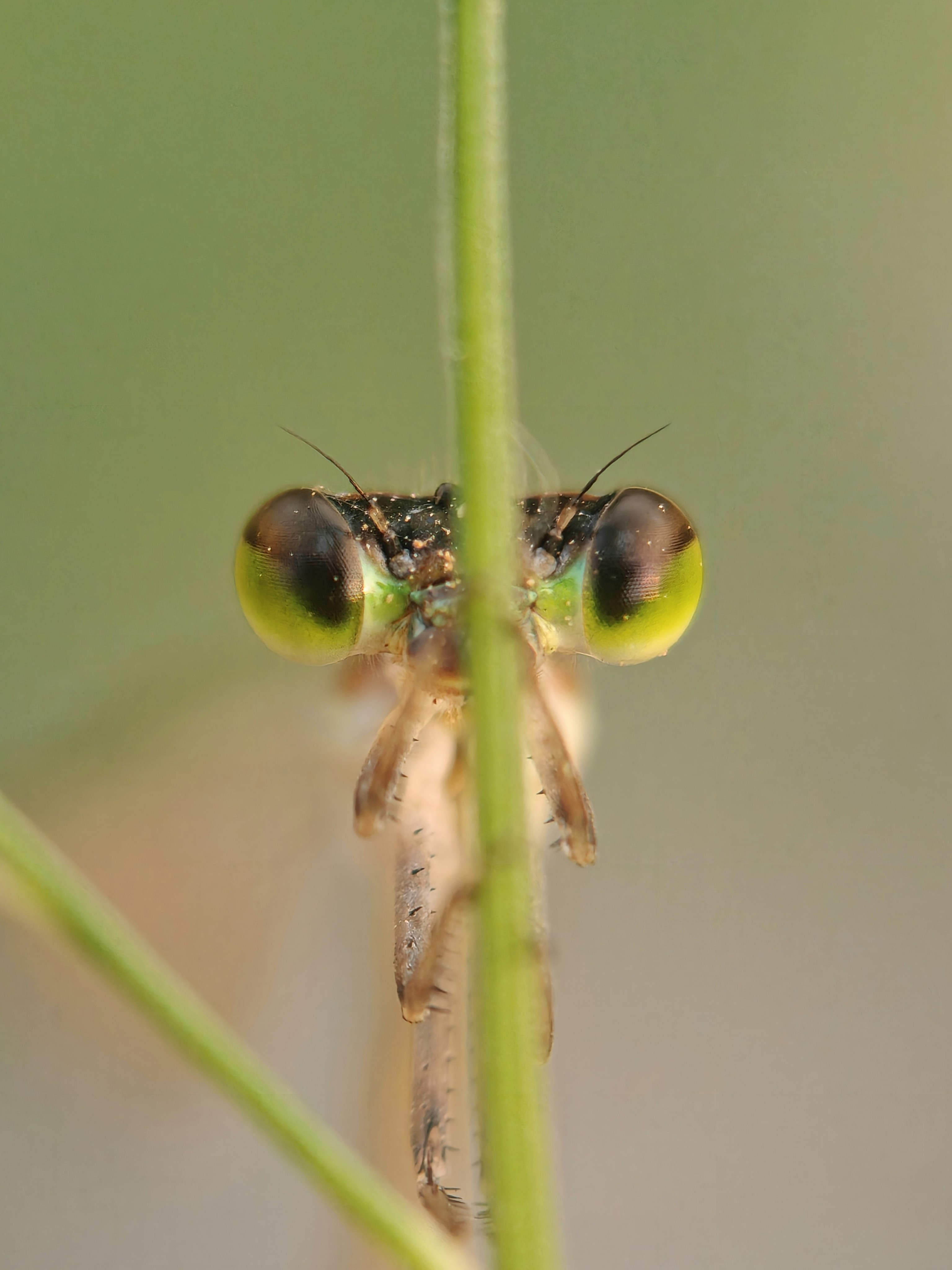 A damselfly peeks from behind a green blade of grass.