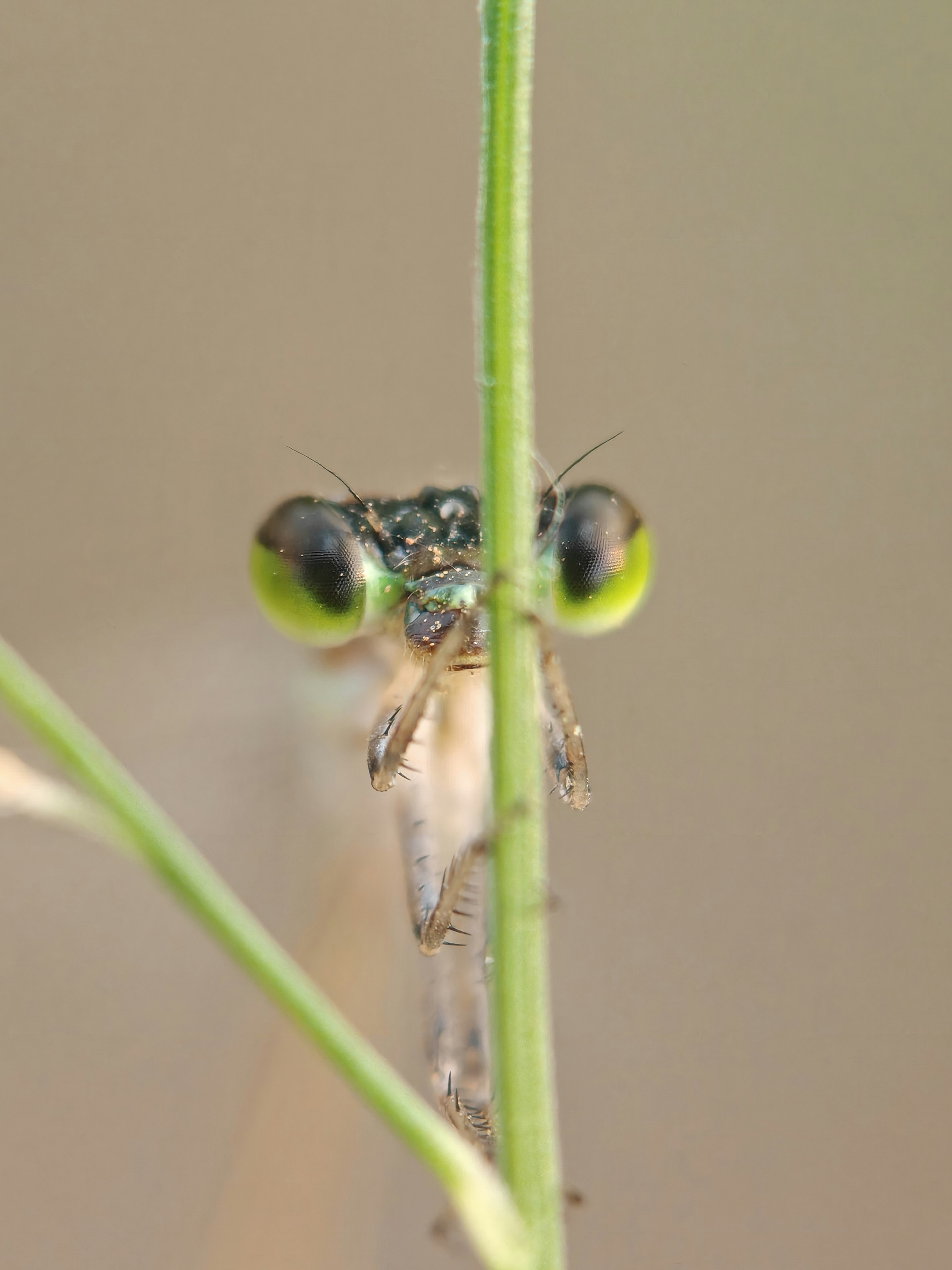 Neon-green Gaze: a dragonfly’s macro stare through a blade of grass