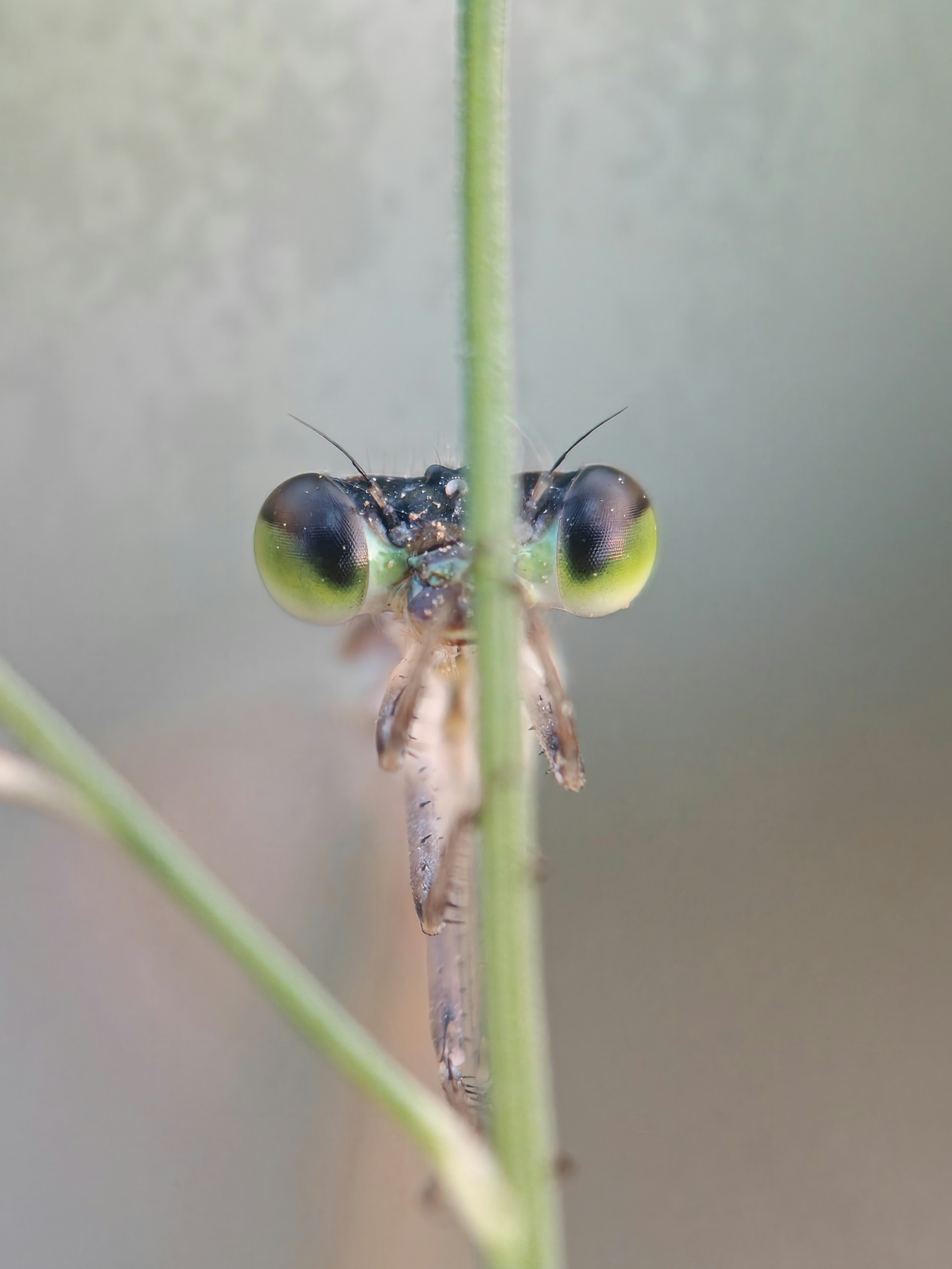 A close-up of a damselfly with large green eyes.