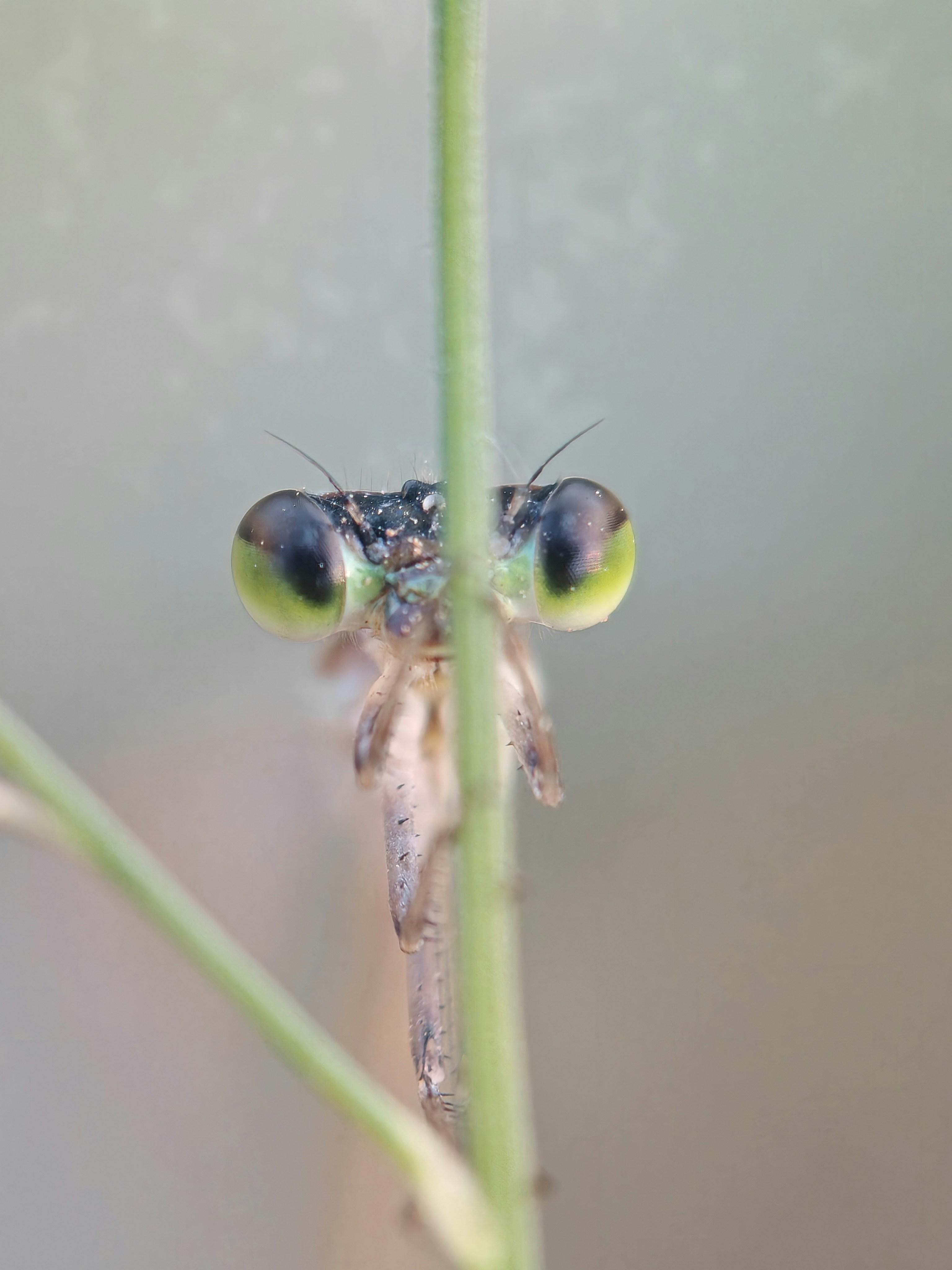 Close-up of a dragonfly's eyes peering through a blade of grass