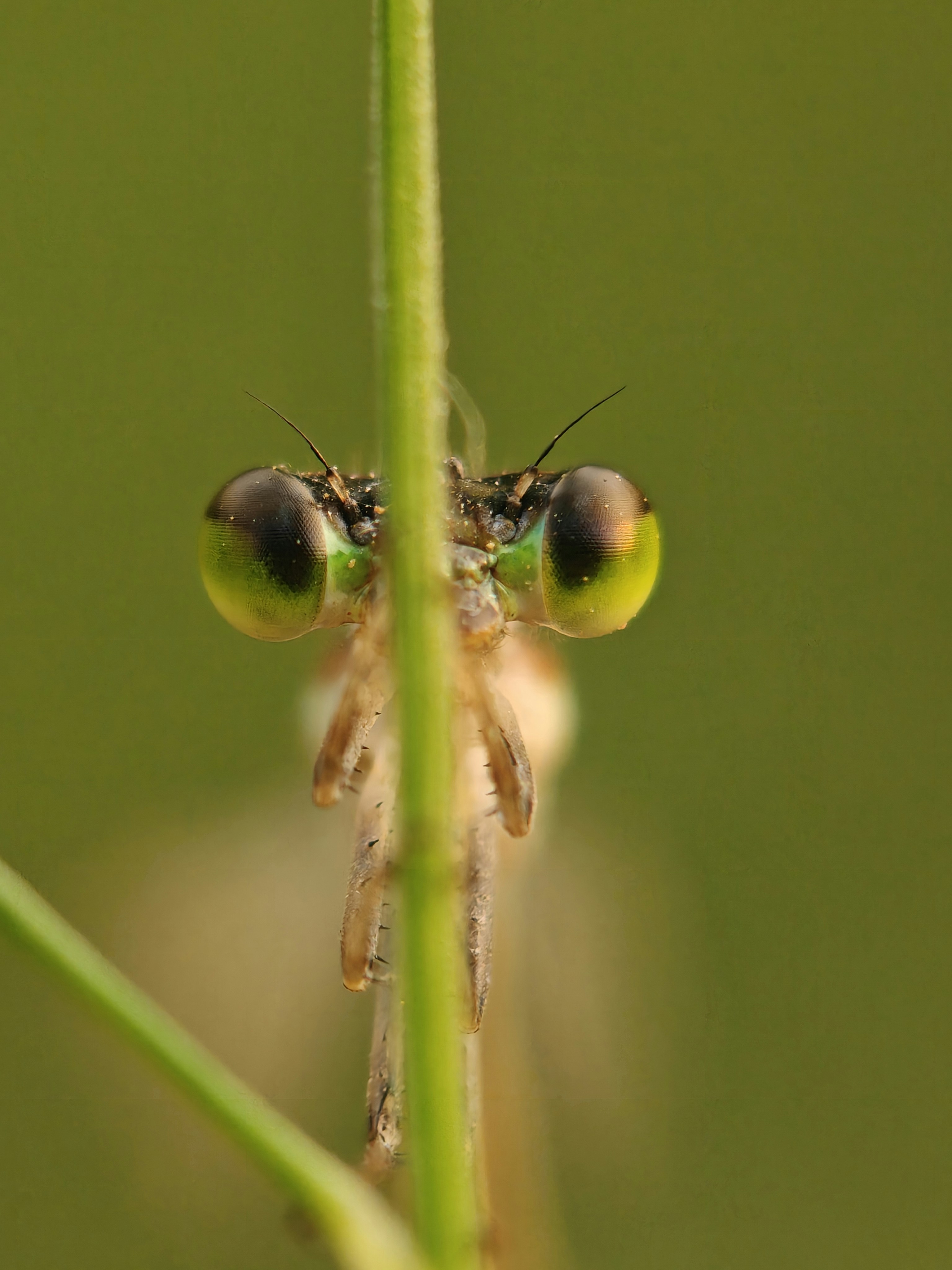 Front-Row Dragonfly Eyes: Macro Gaze Through the Grass