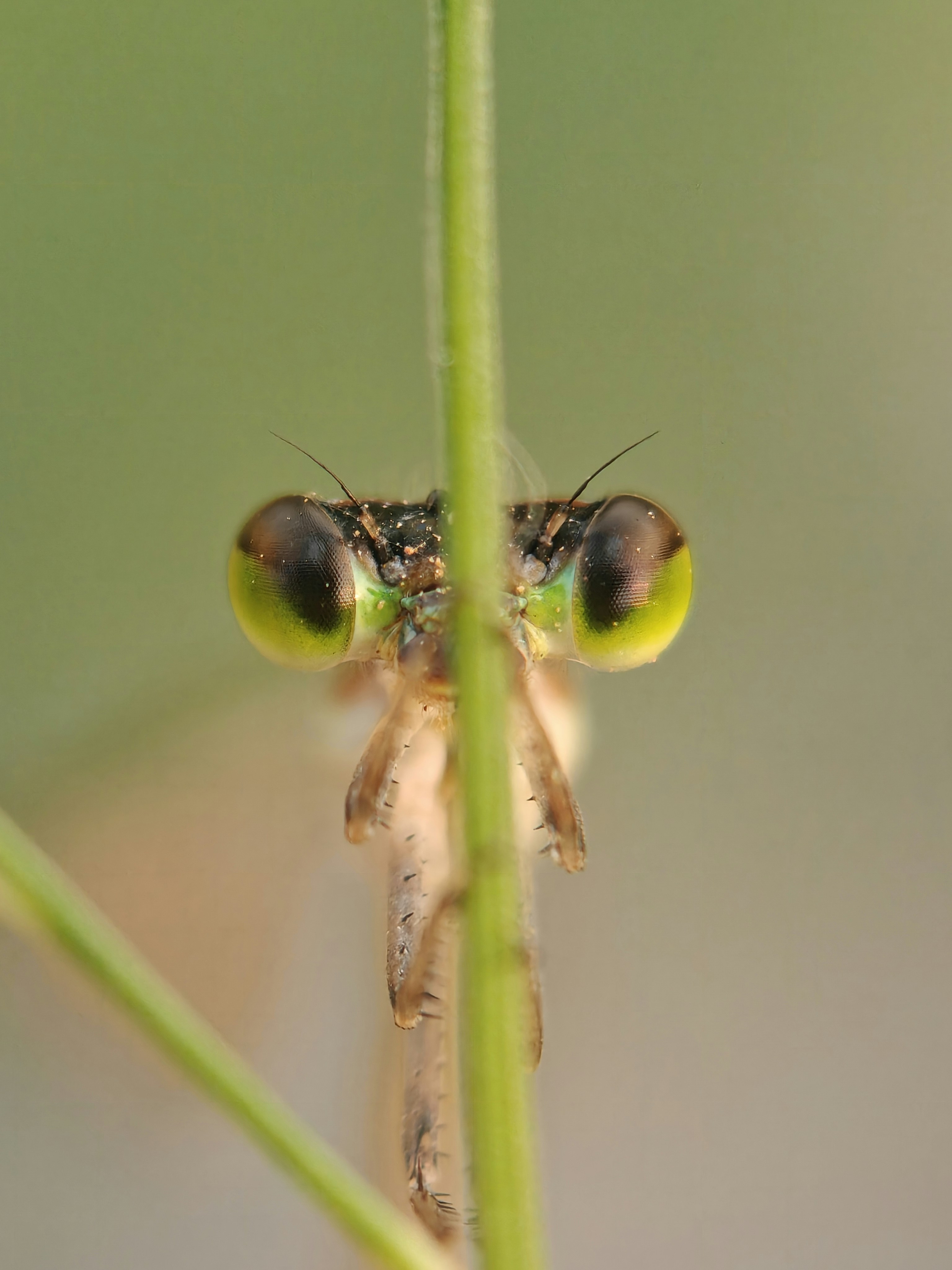 A close-up of a damselfly with large green eyes