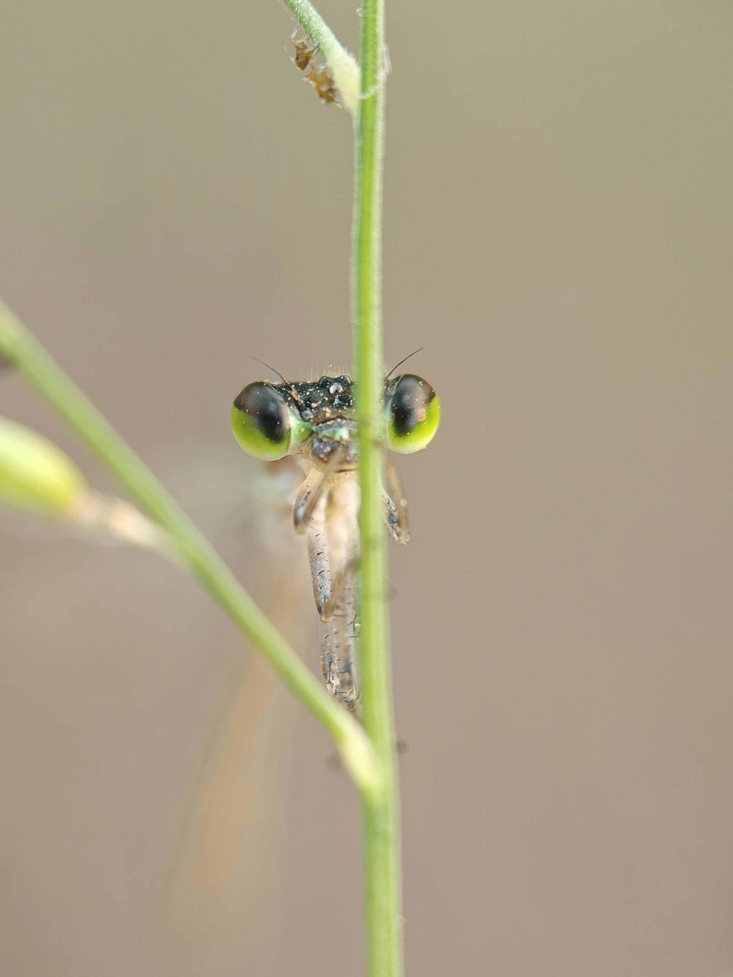 Macro Gaze: Eyes of a Dragonfly Through a Narrow Stem