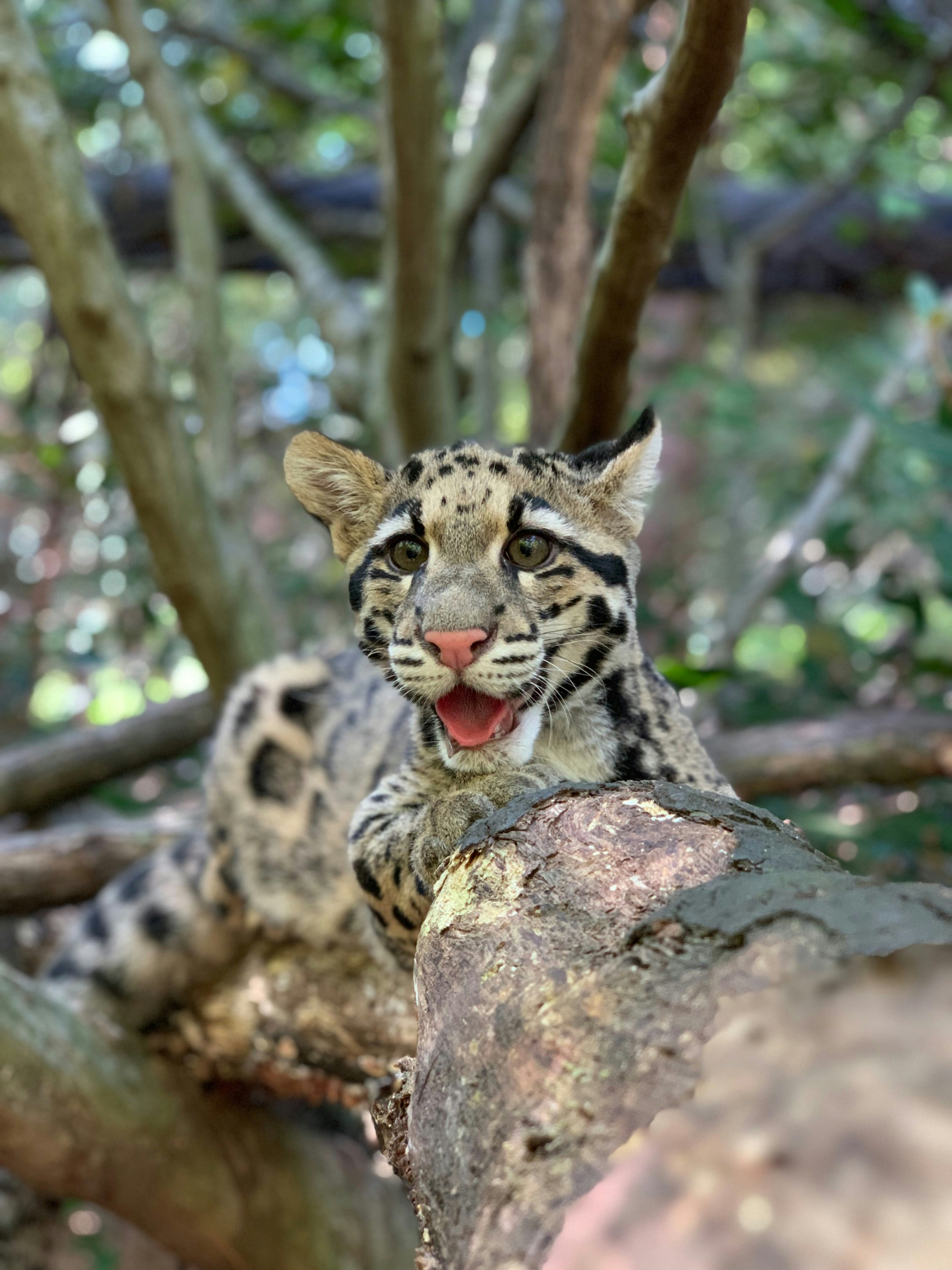 Curious Clouded Leopard Cub Perched on a Weathered Branch