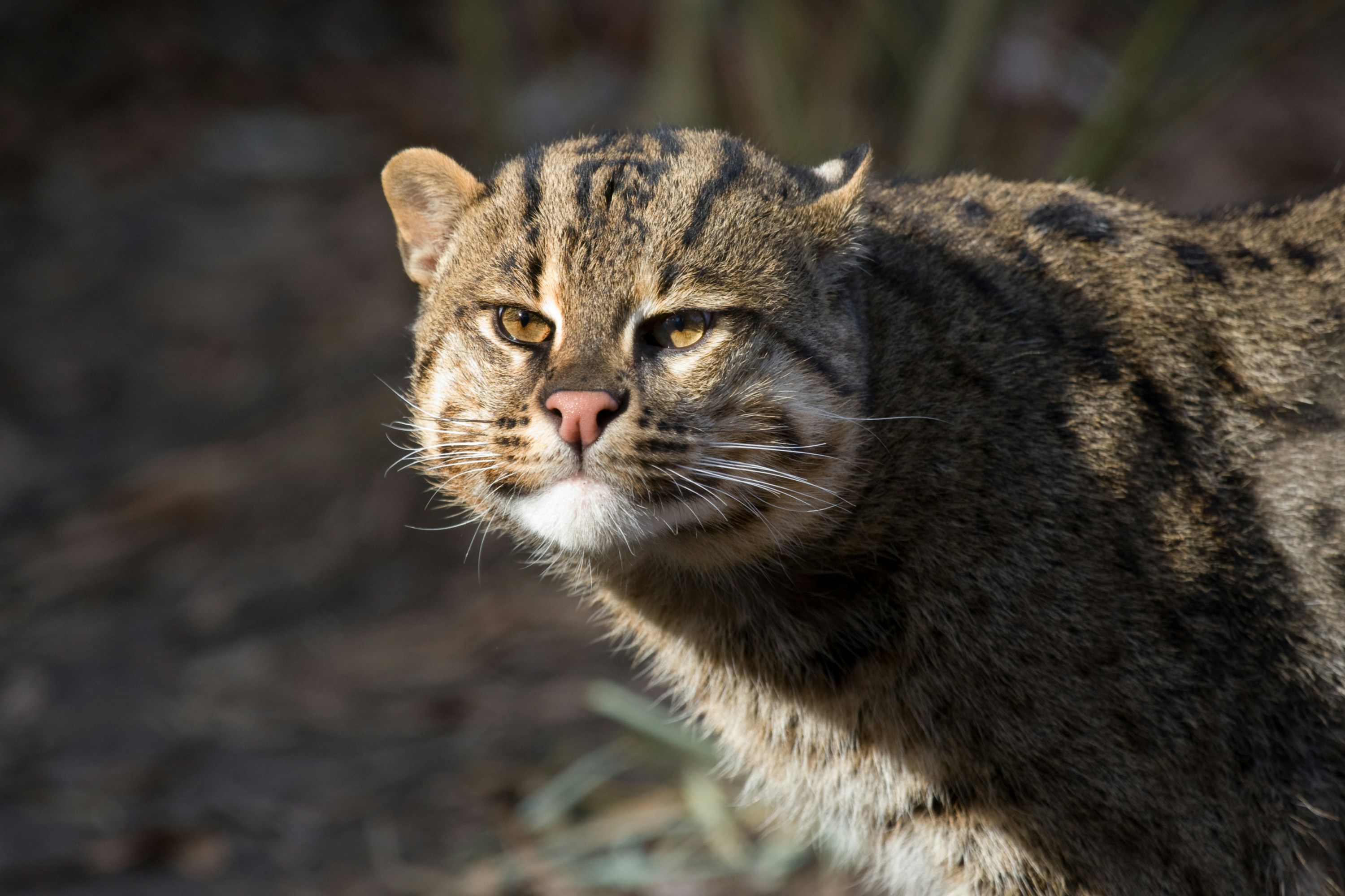 Amber gaze on a sunlit prowler: a tabby at close range