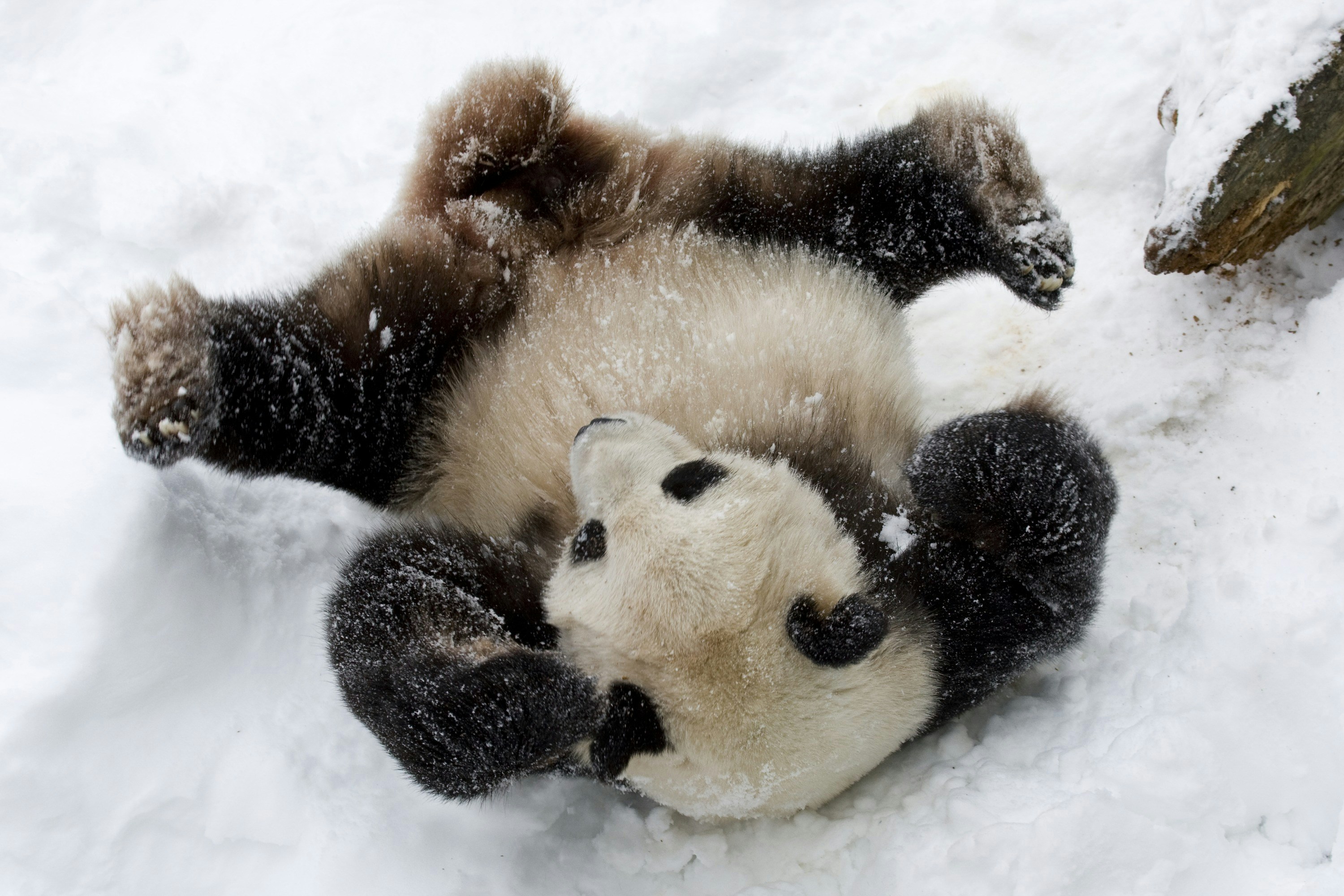 Yawning in a snowy embrace: panda cub on its back