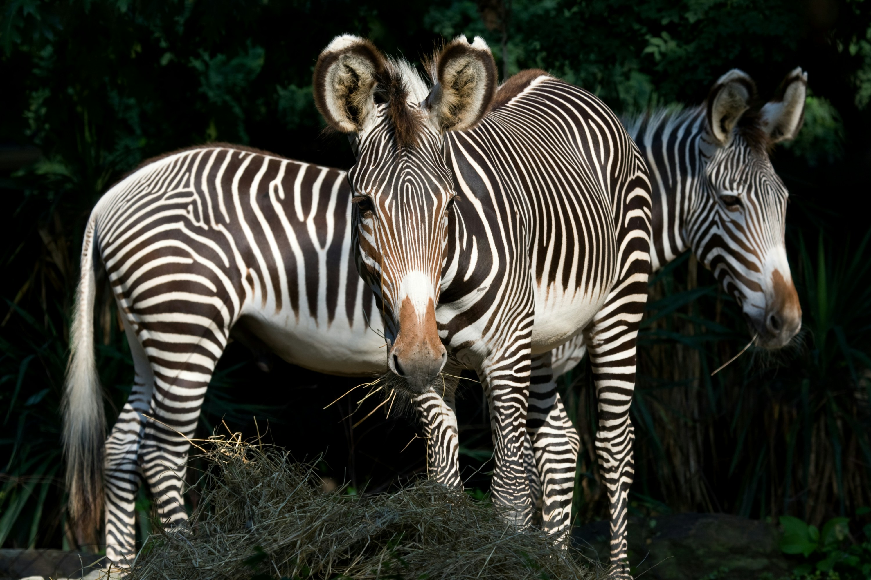 Three striped silhouettes in dappled shade