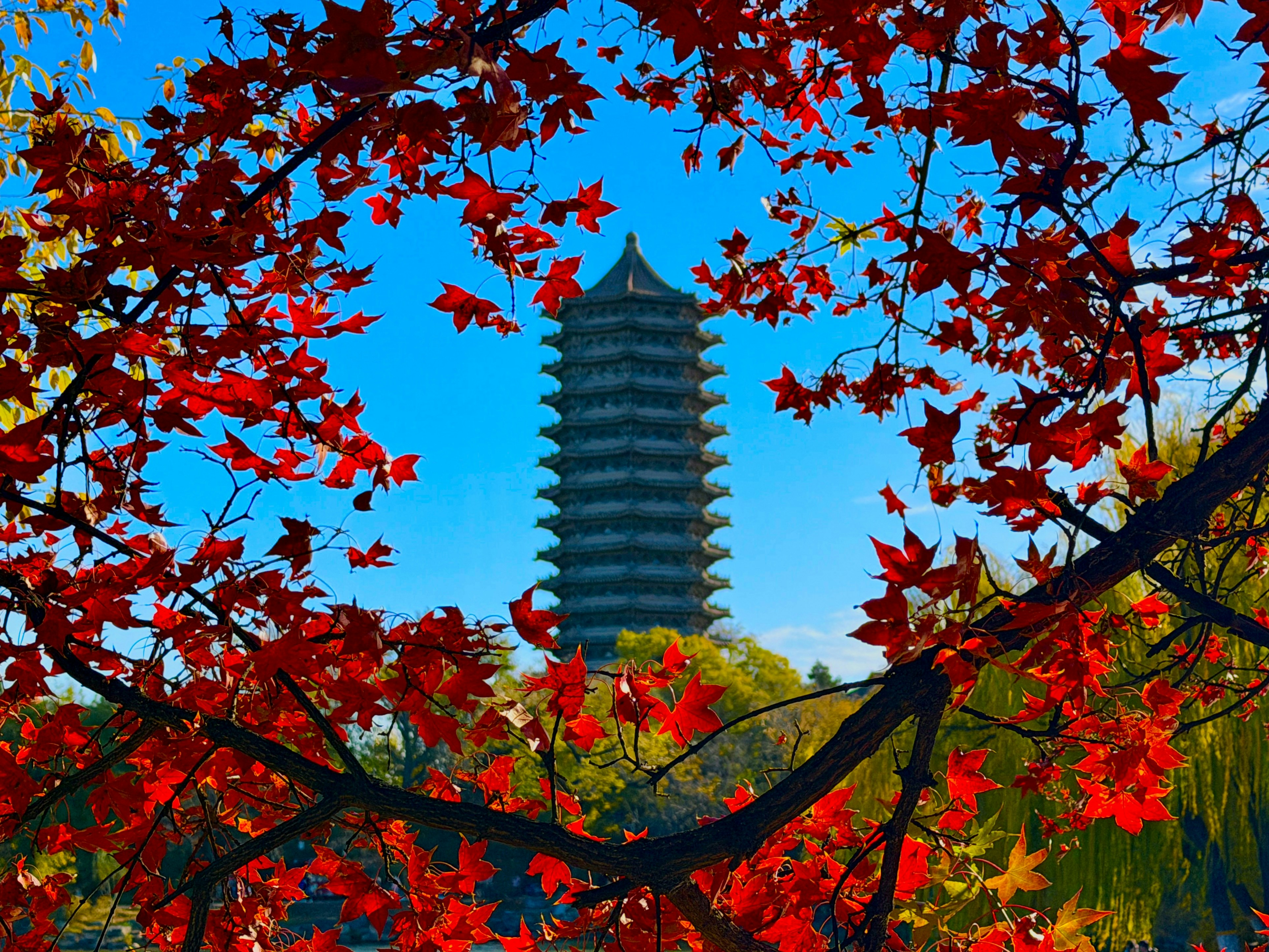 Autumn Pagoda Framed by Crimson Maple Veils