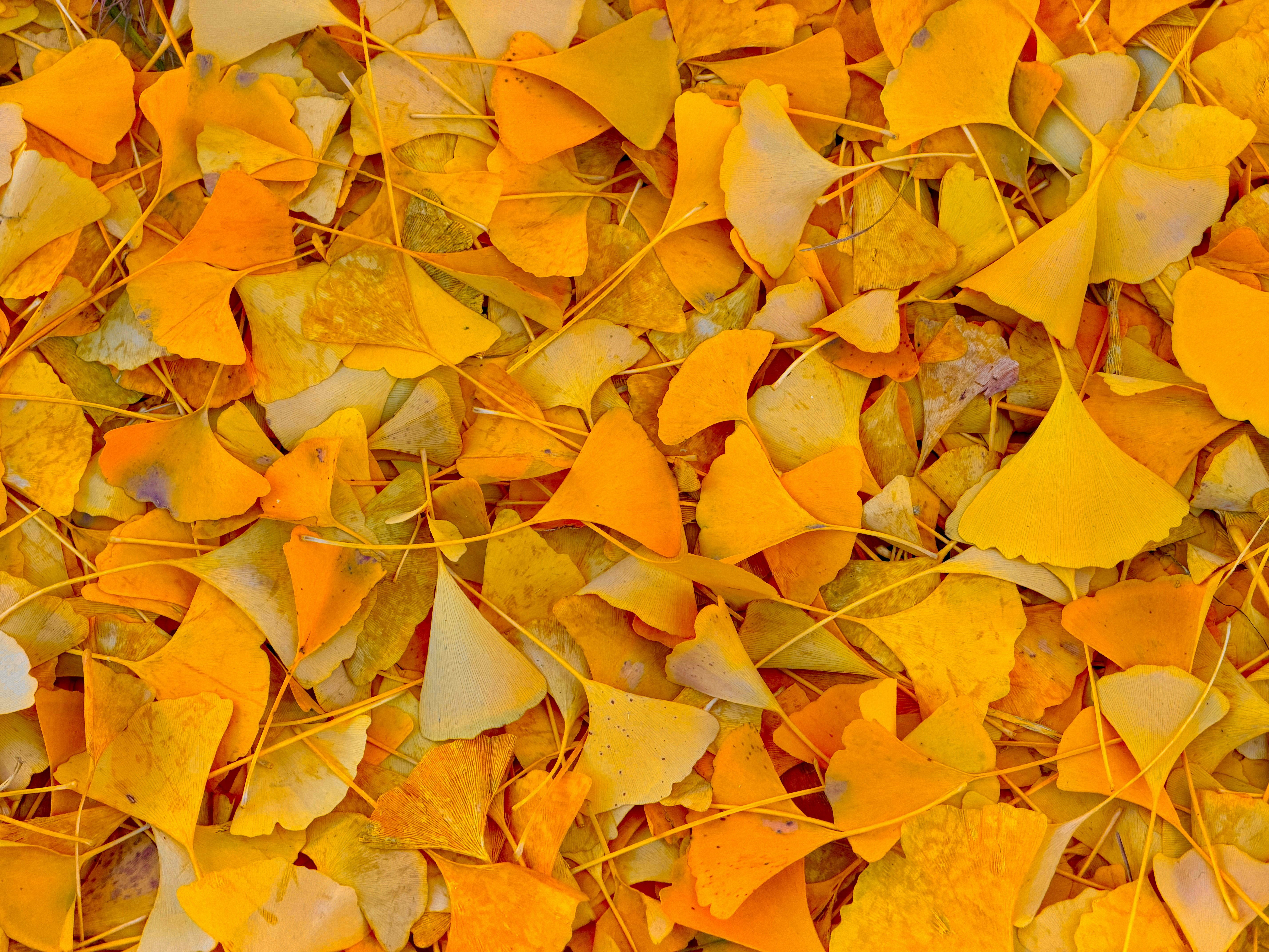 Autumn Carpet: A Sea of Golden Ginkgo Leaves