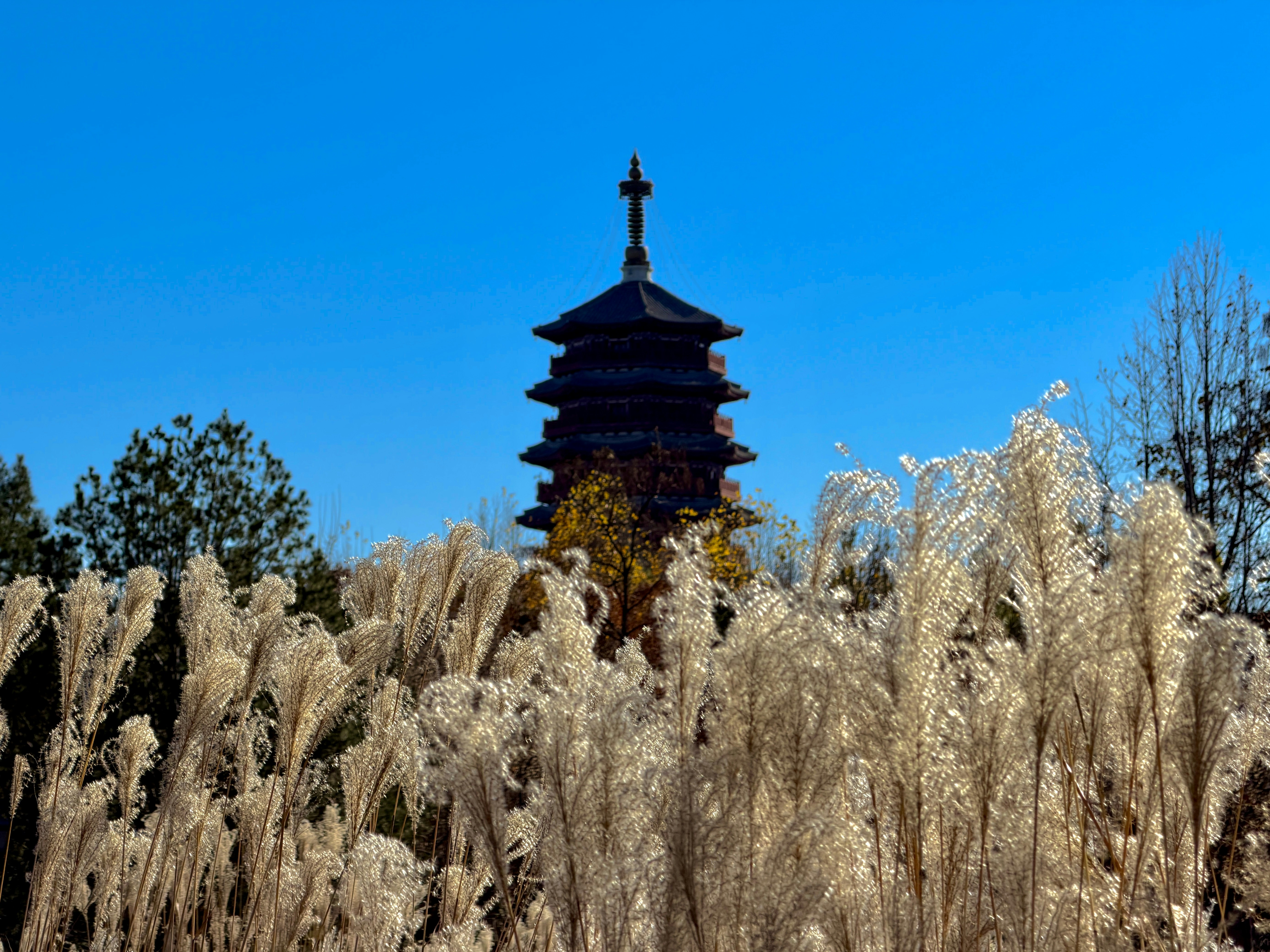 Pagoda Amid Golden Reeds Under a Clear Blue Sky