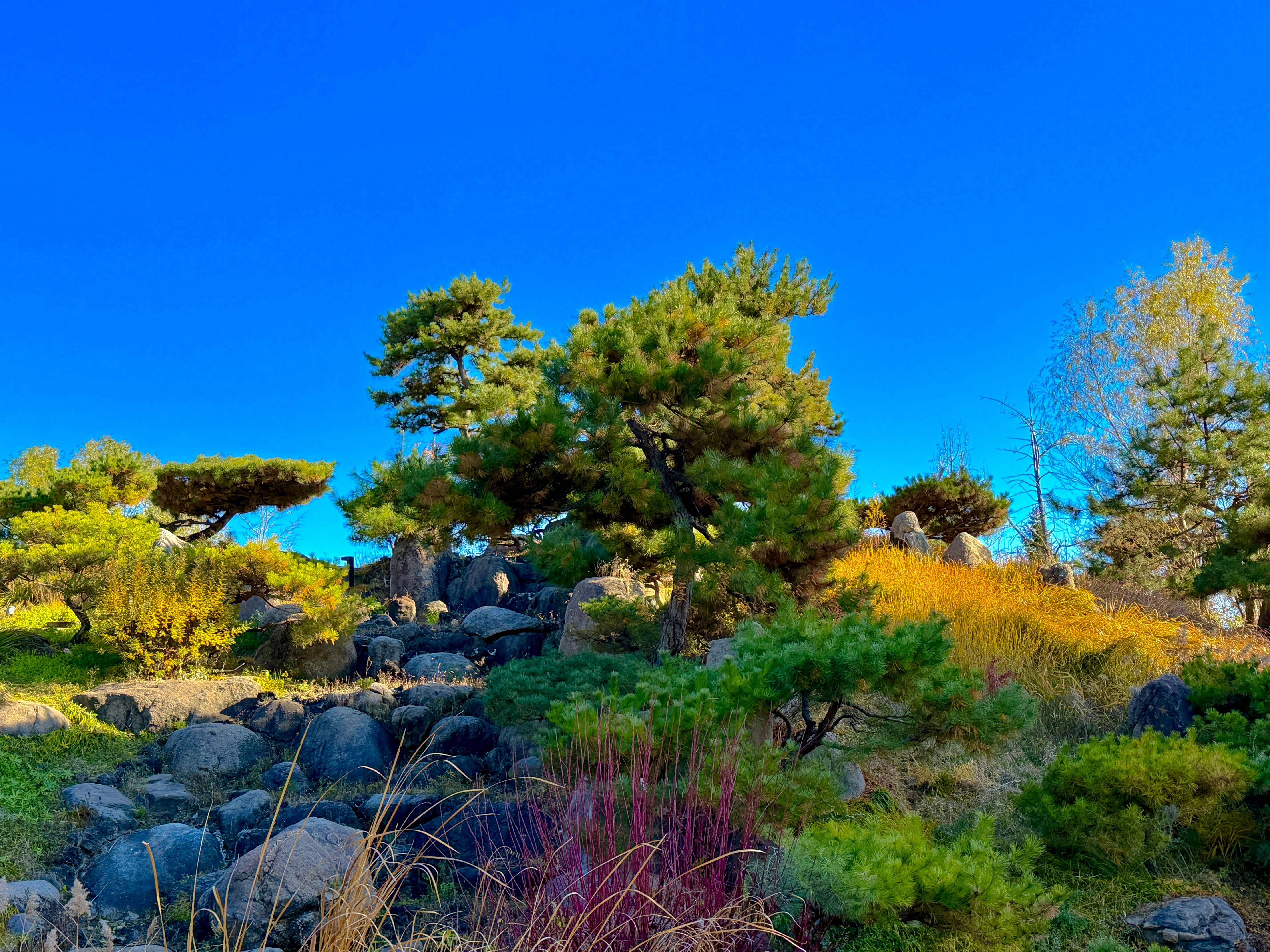 Sunlit Bonsai Ridge: A Quiet Climb Through Stone and Pine