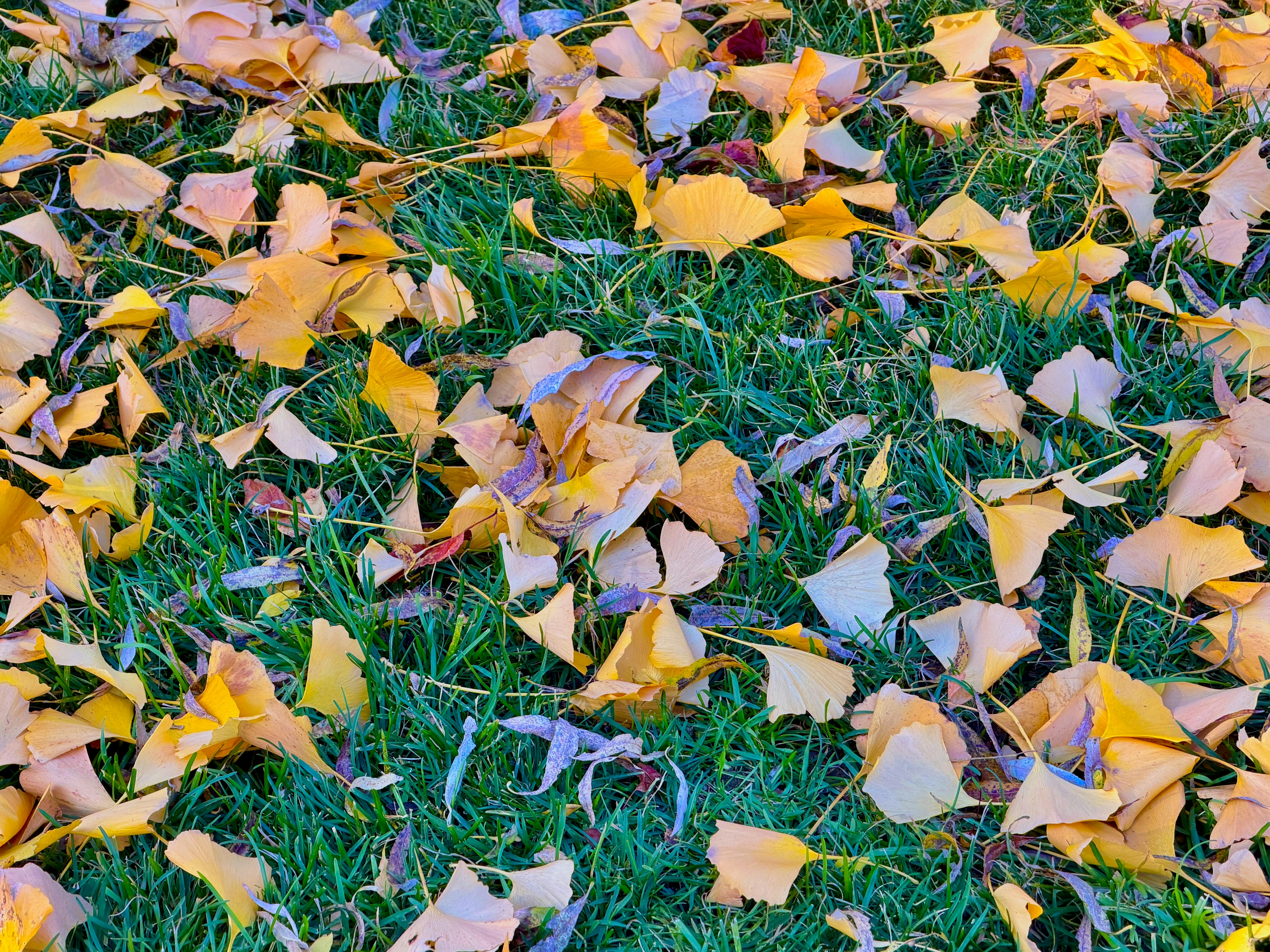 Autumn Carpet: Fiona’s Yellow Leaves Spread Across Green Grass