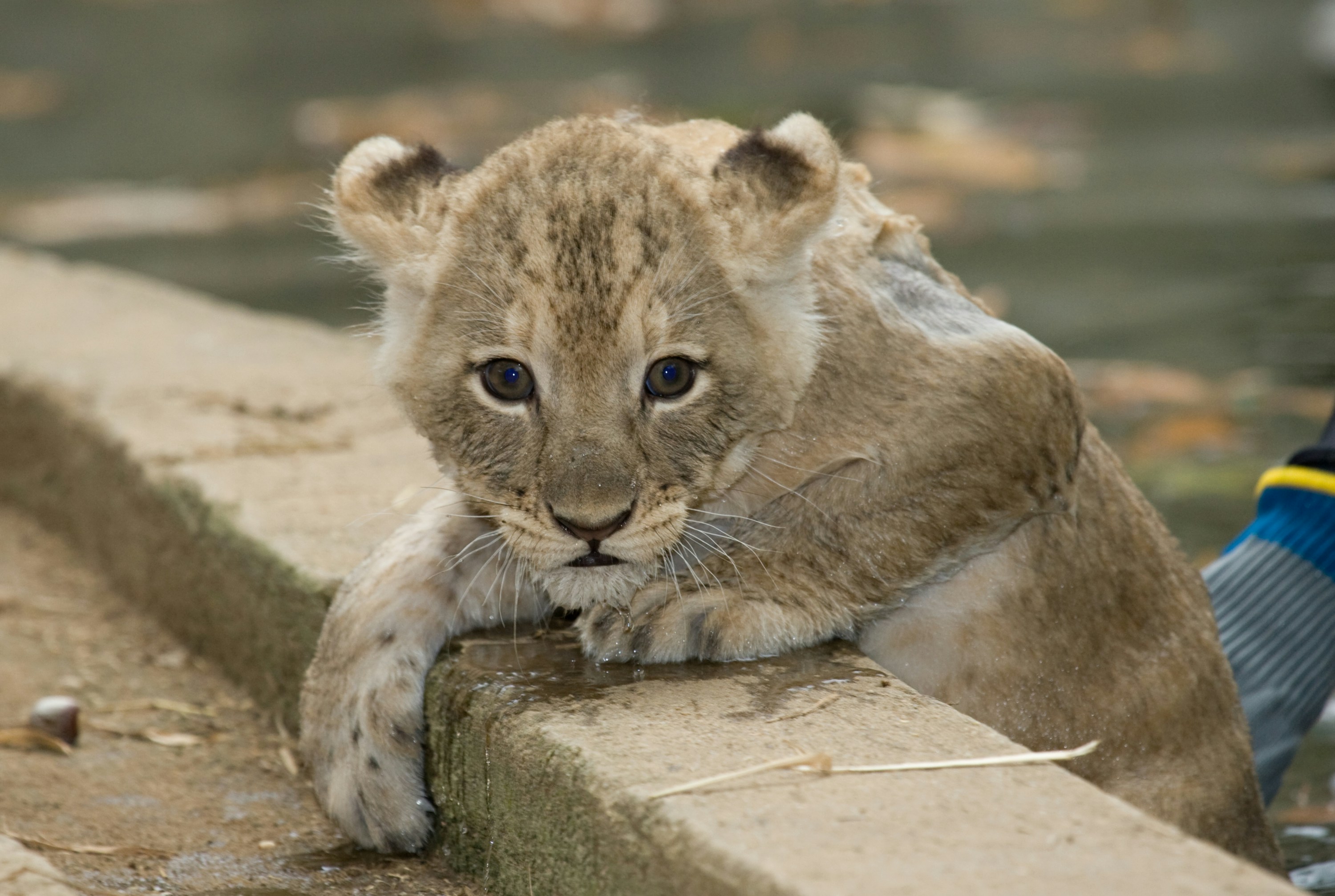 Curious Cub Perches by the Pool Edge