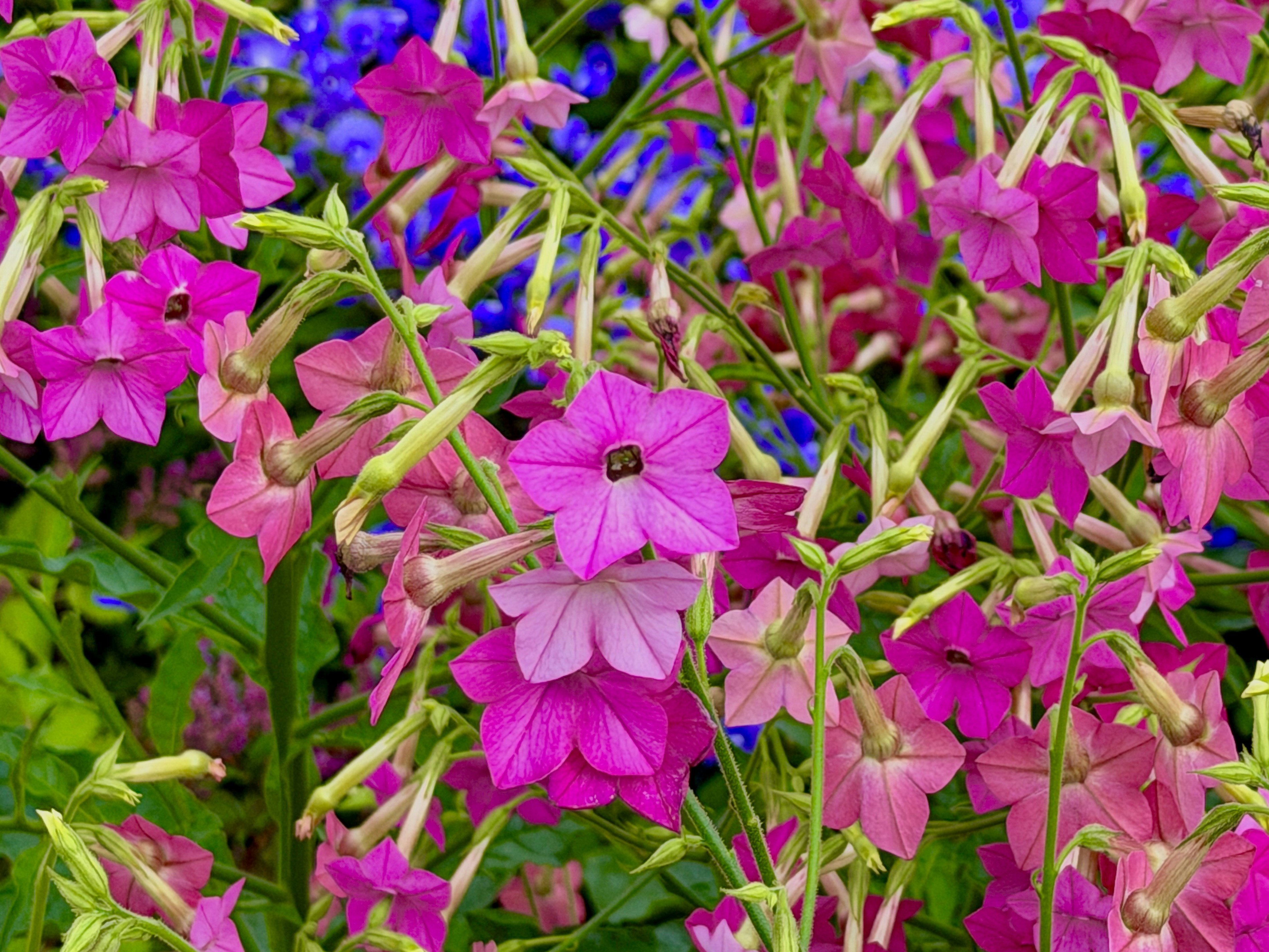 Magenta Hesperis Burst: A Sea of Petals and Stems