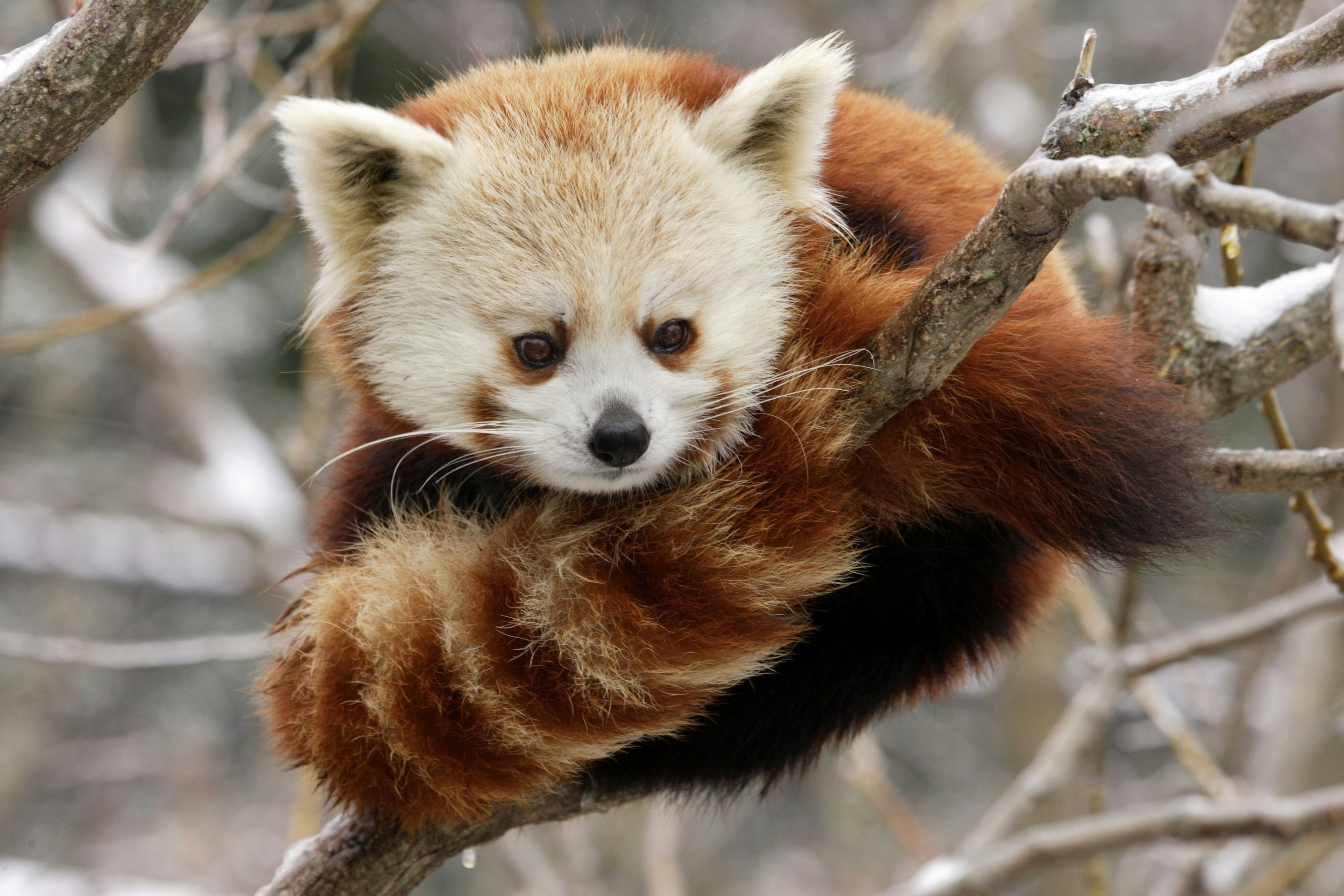Red Panda Perched in Snow-Dusted Branches