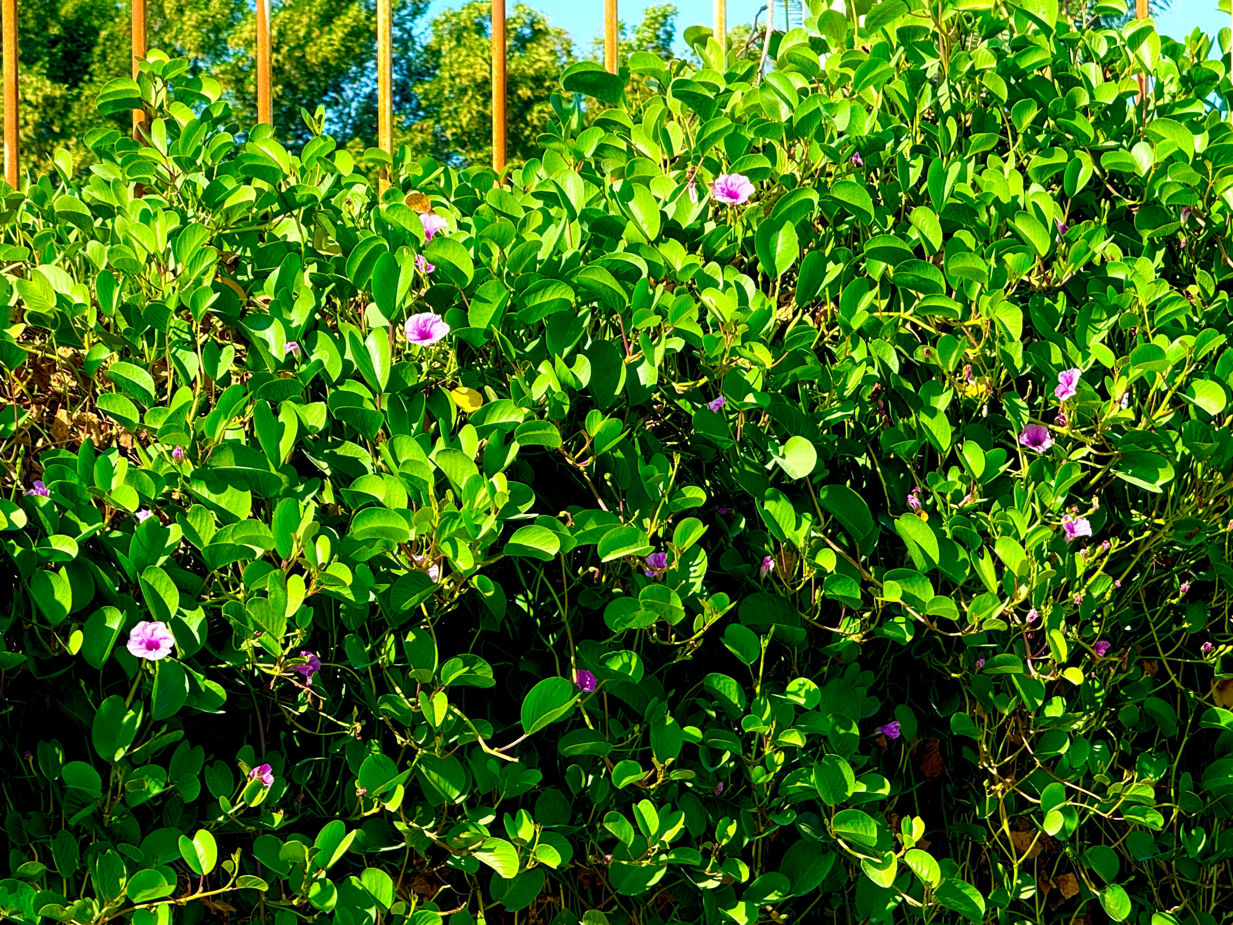 Green Border Bloom: Pink Camellia Pop Against Sunlit Foliage