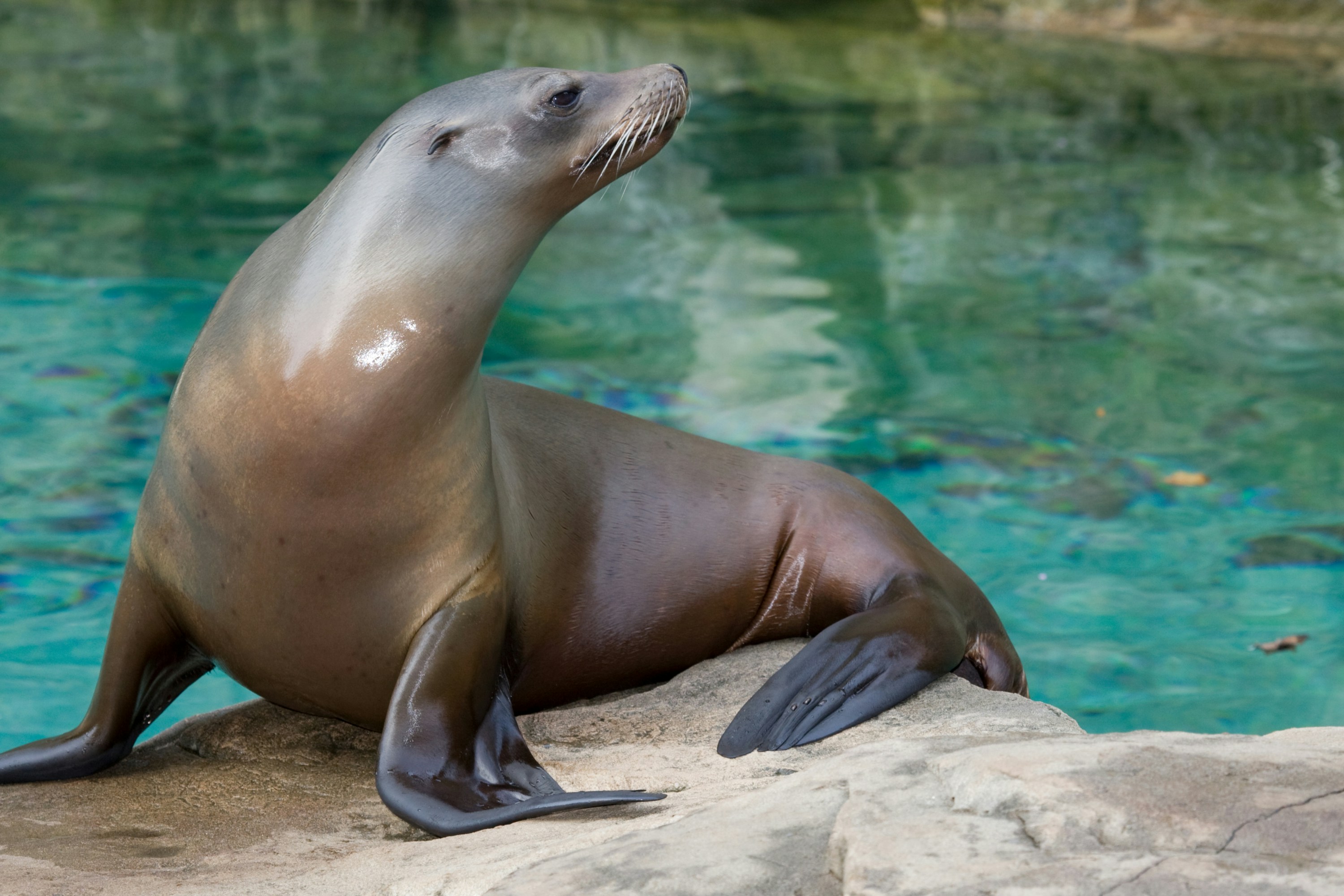 Seaside Snout: Sea Lion Pauses on the Rock in Bright Turquoise Waters